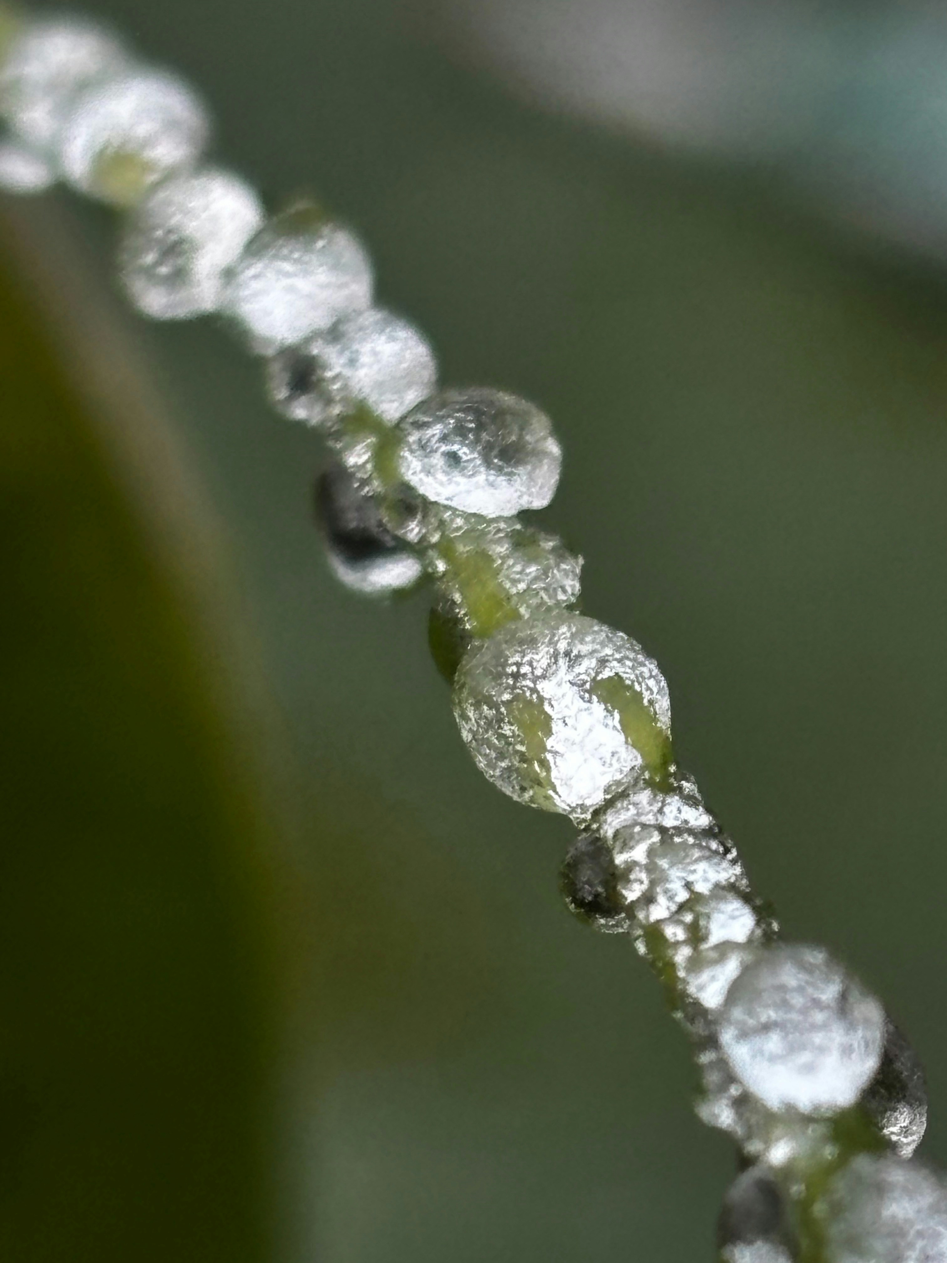 Dew-Crystal Beads Tracing a Frosted Stem