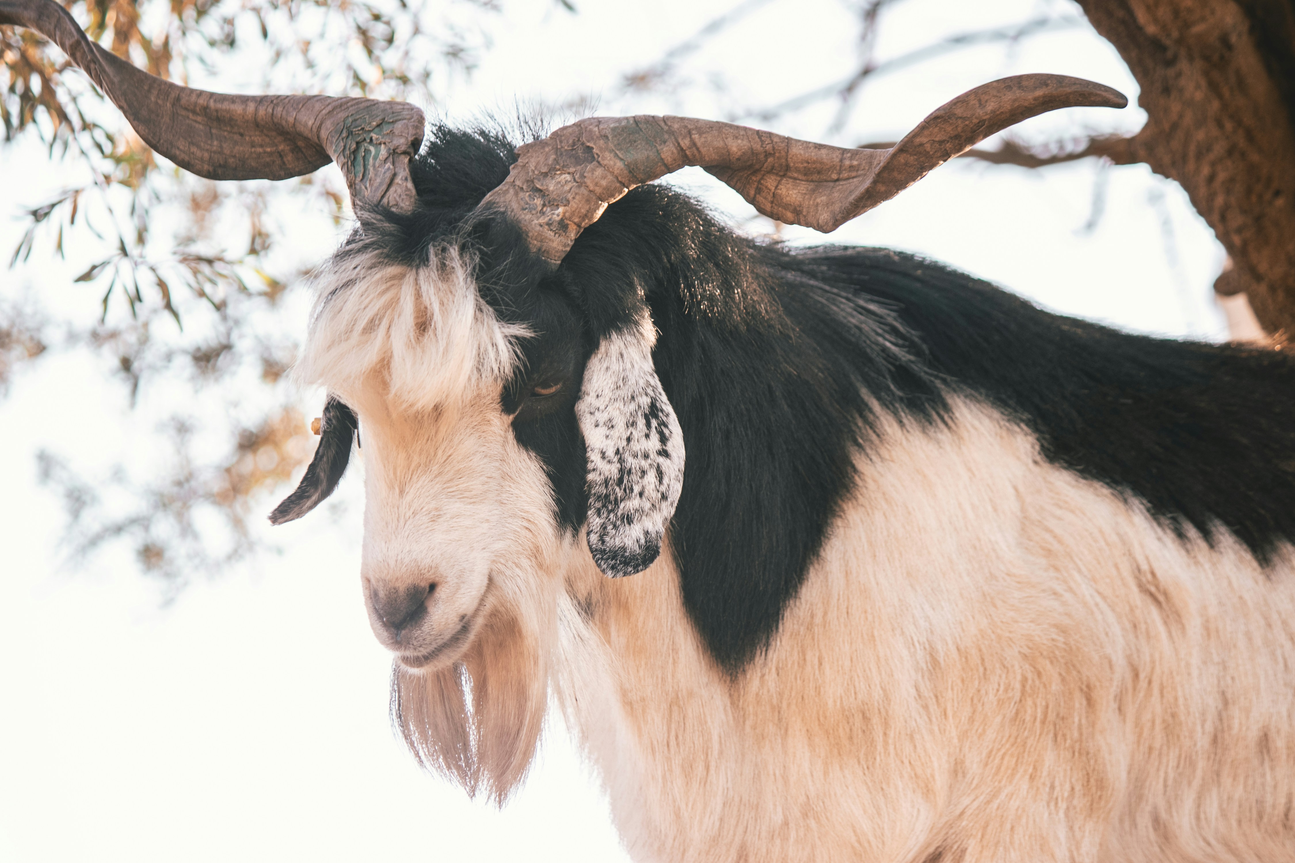 Vaulted Horns in Pale Winter Light: A Highland Goat Portrait
