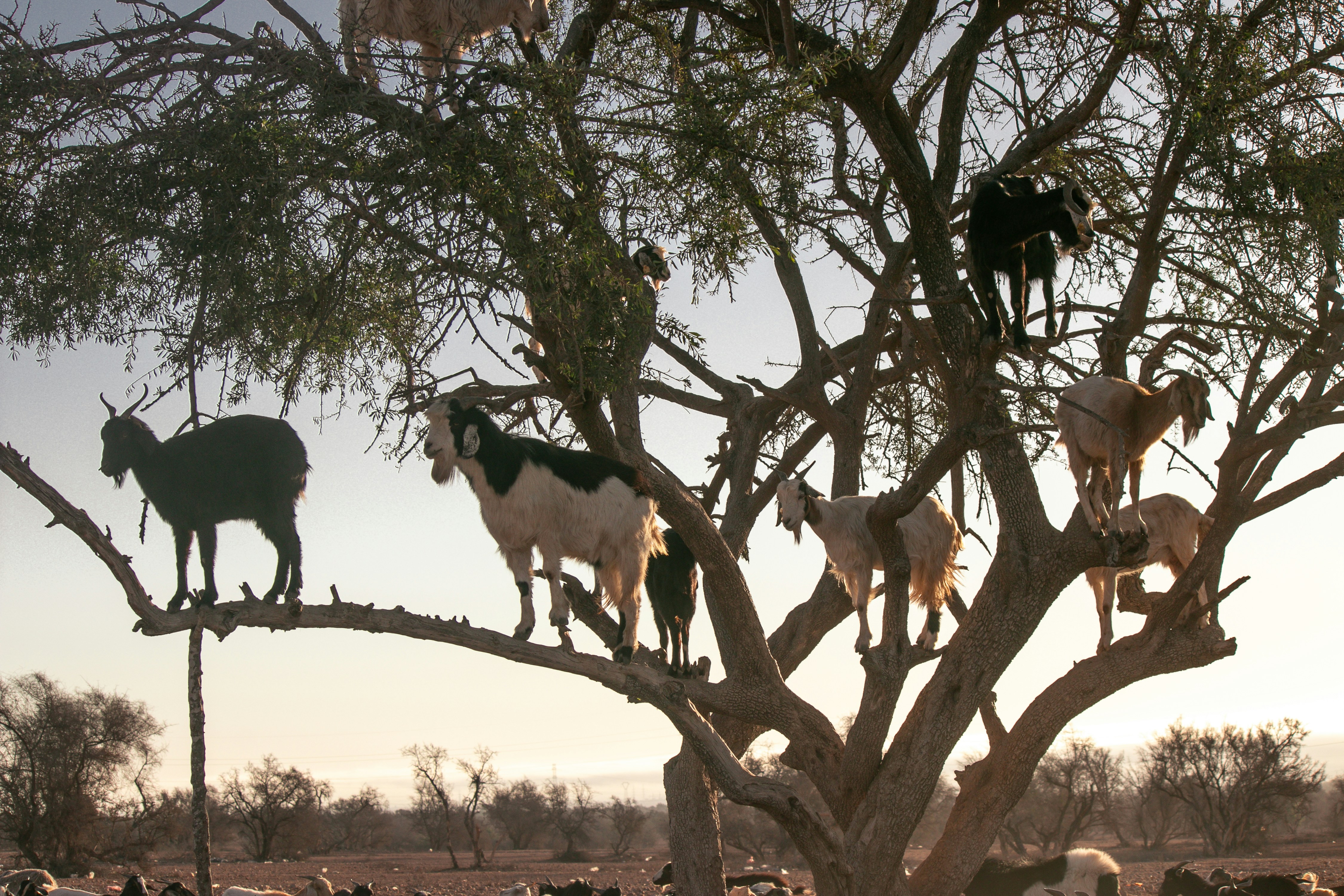 Hanging Herd: Equines Perched on a Gnarled Tree at Dusk