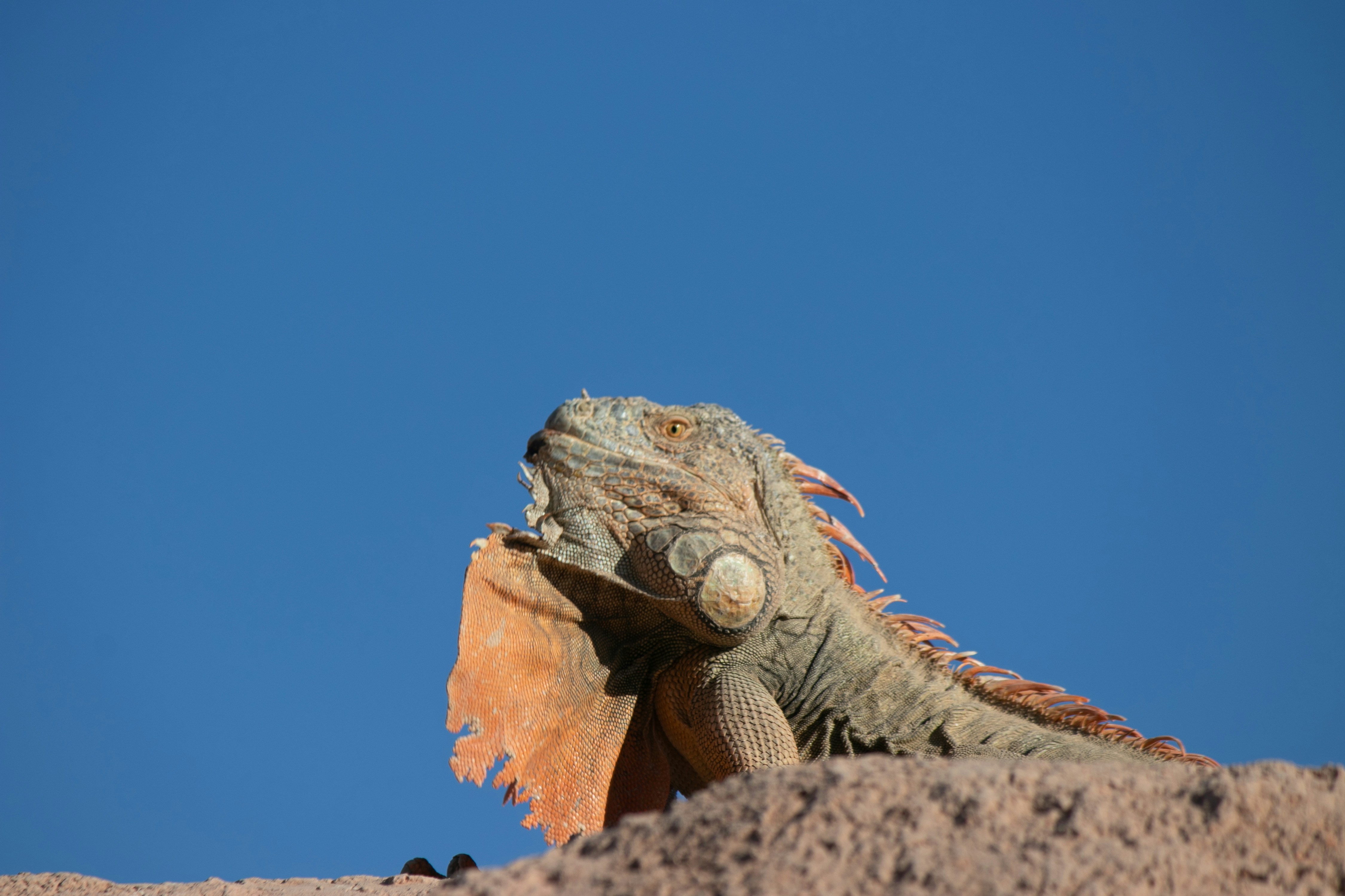 Bearded Dragon Sentinel: sun-warmed rock beneath a cobalt desert sky