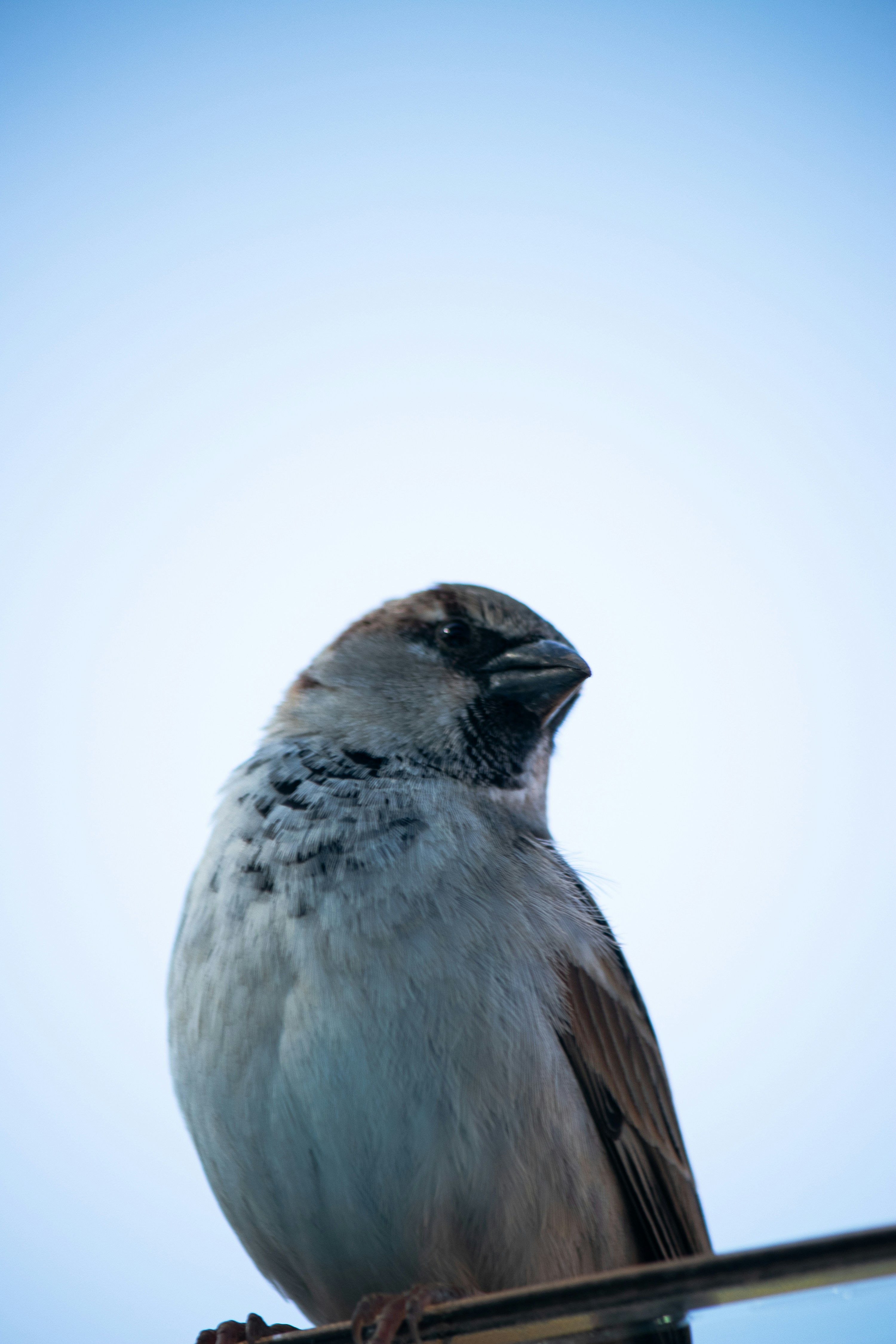 Low-angled Portrait of a Sparrow Against a Soft Sky