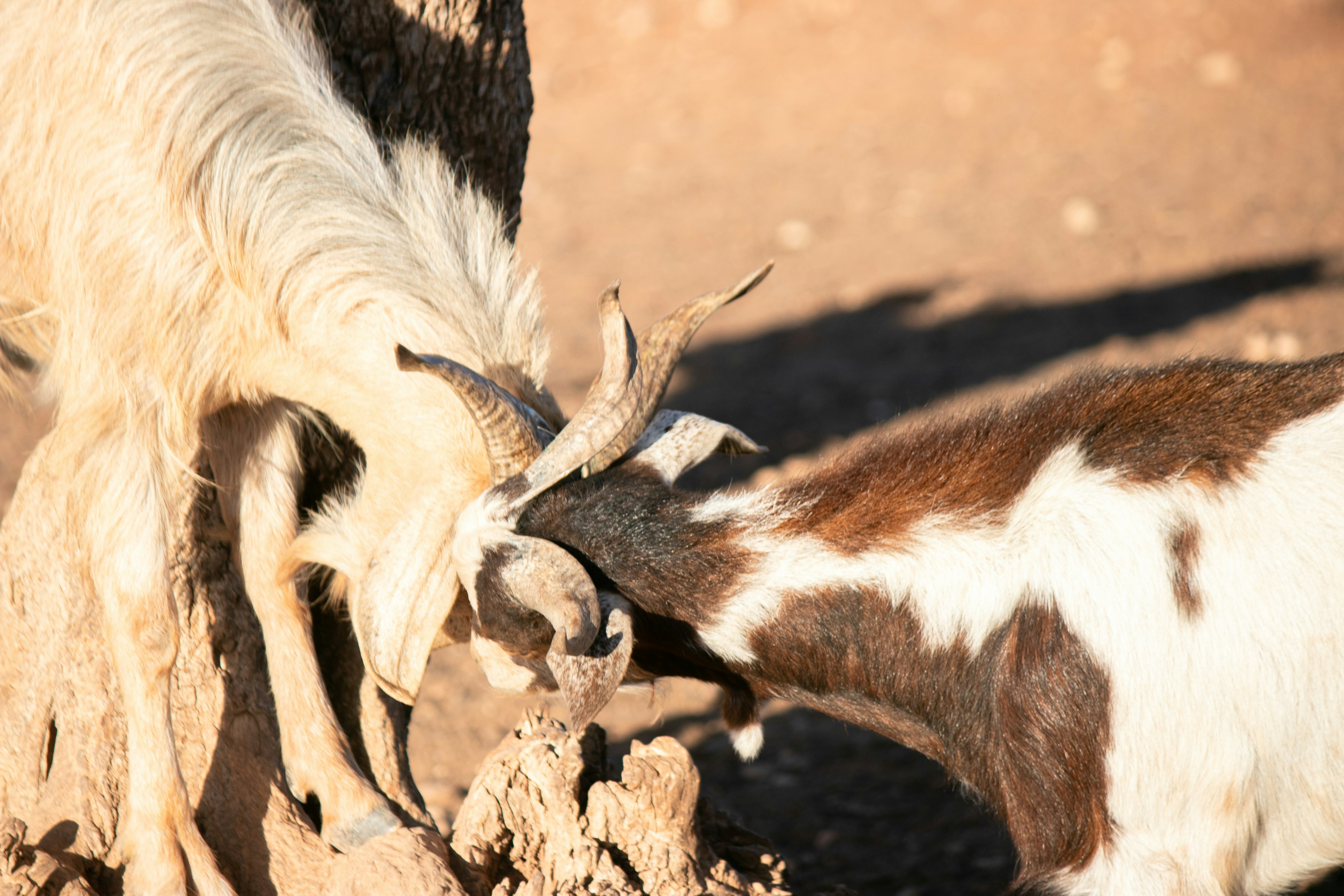 A couple of goats standing next to each other photo – Free Animal Image ...