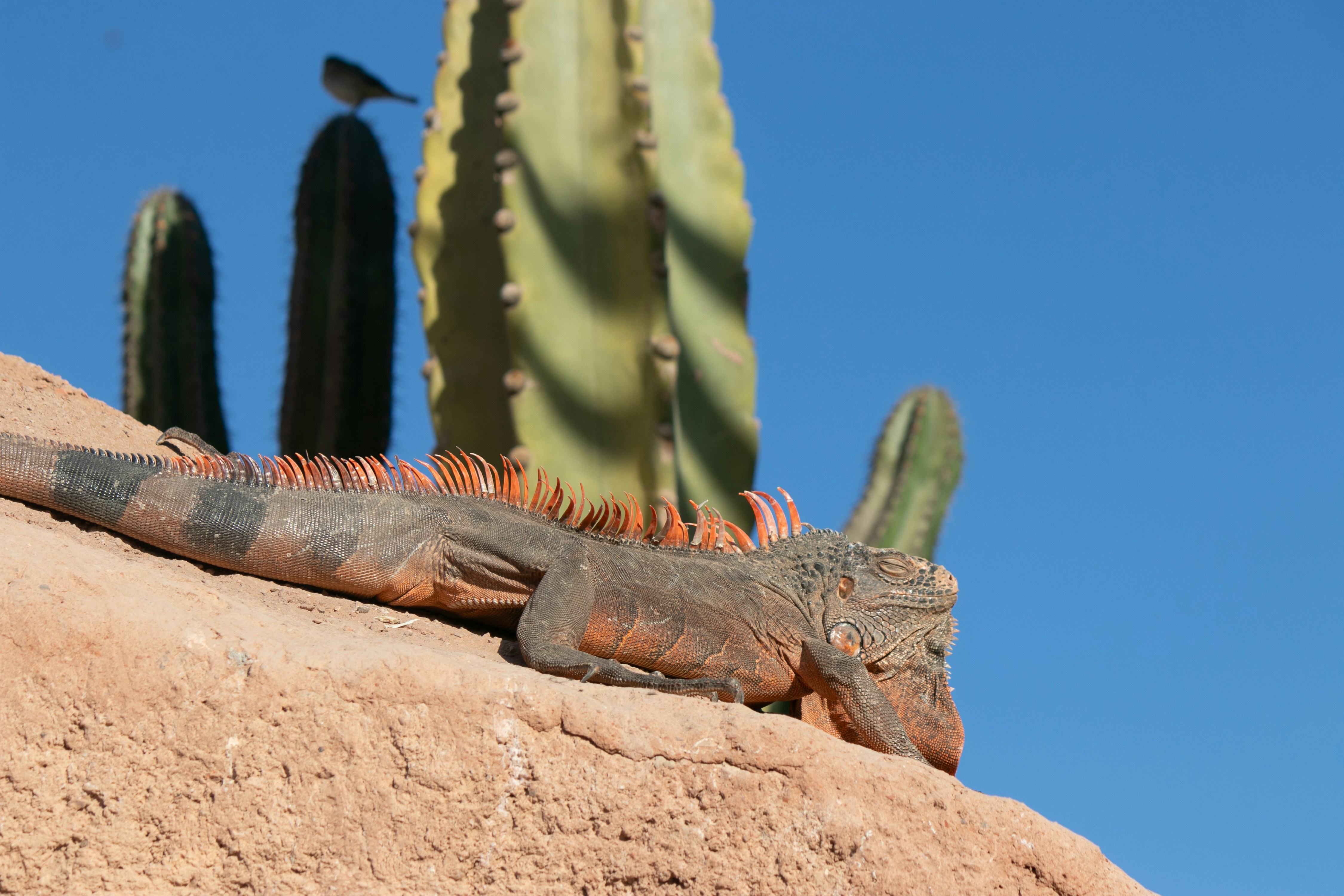 Stone Sentinel: Desert Lizard Loafing on a Sun-Warmed Ledge