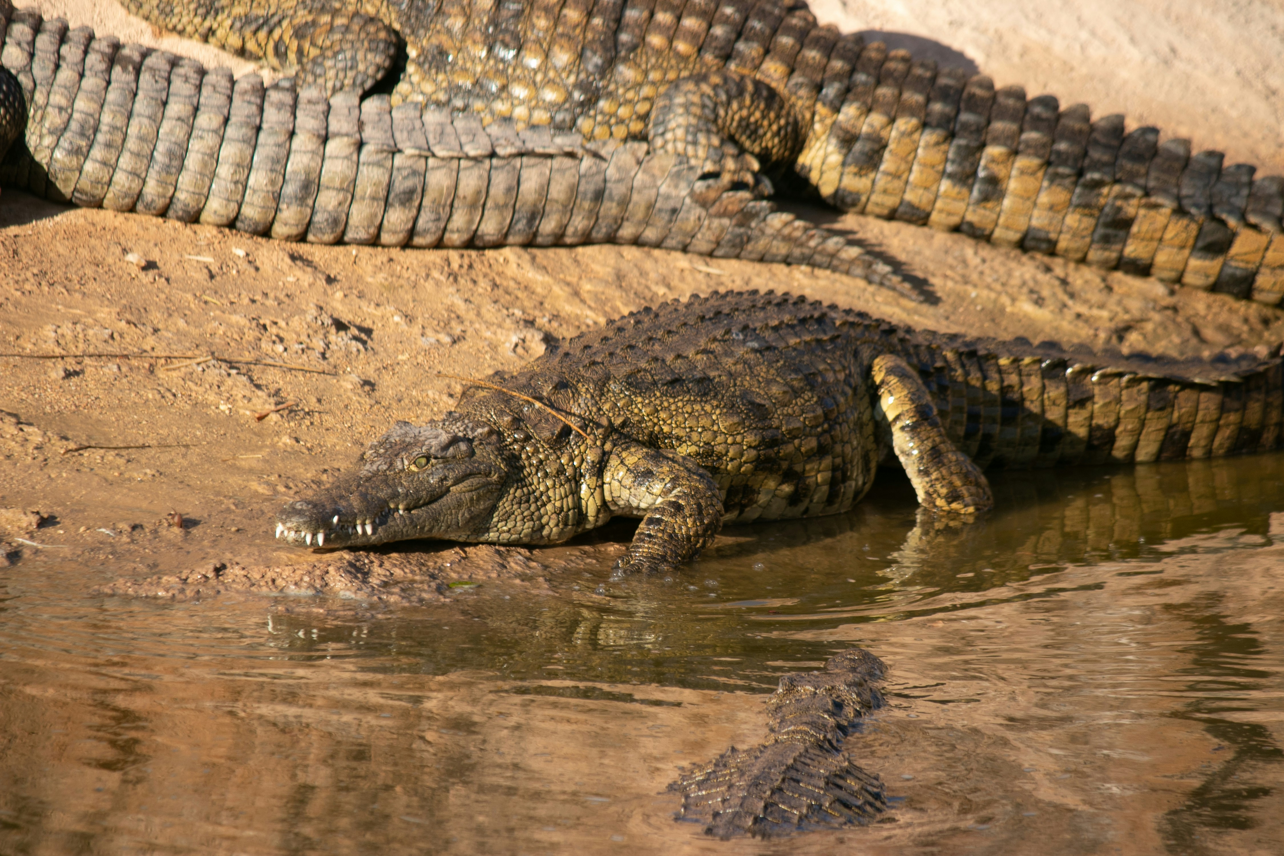 A couple of alligators that are in the water photo – Free Animal Image ...