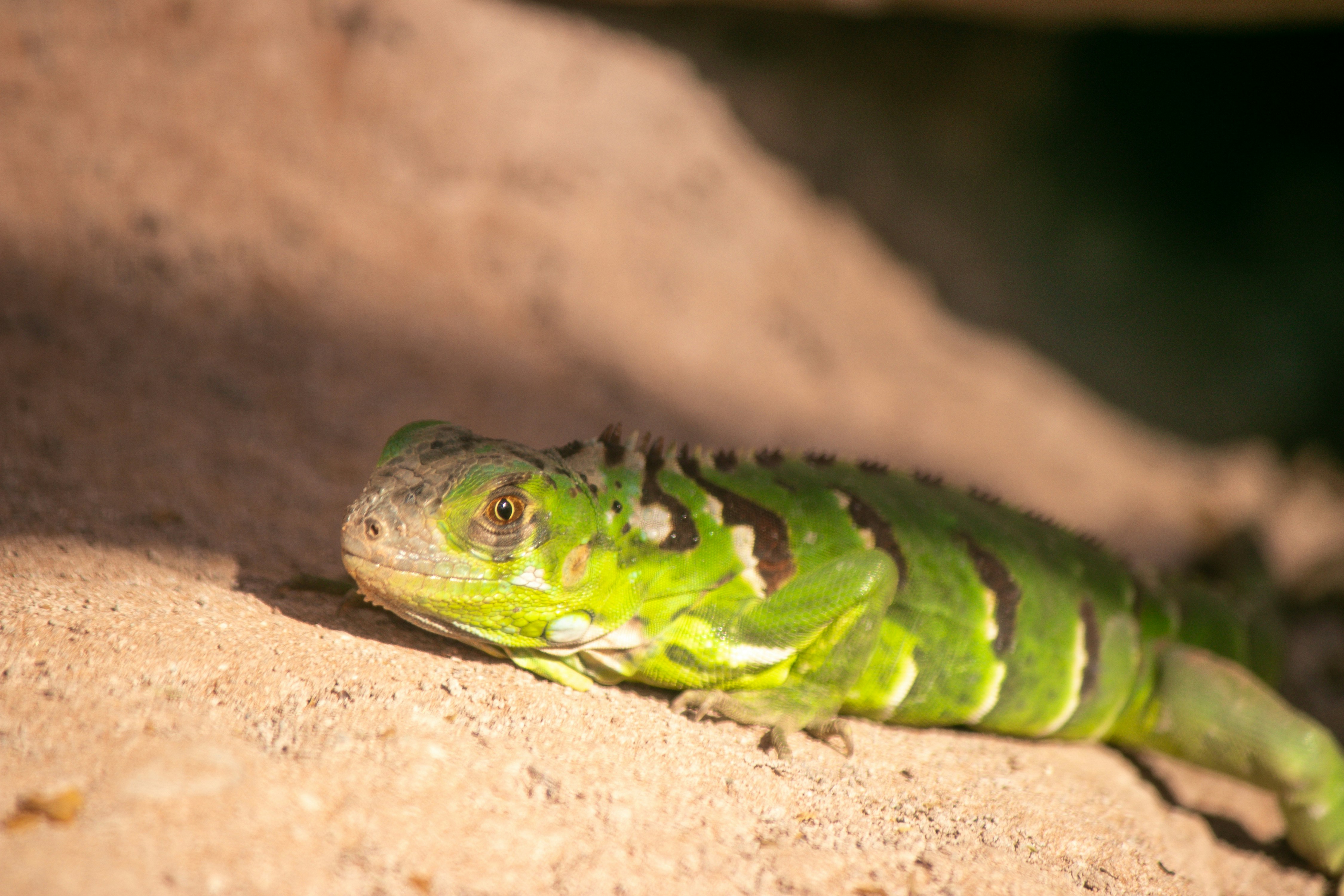 Emerald Stripes in Sunlit Sand: A Desert Lizard's Quiet Rest