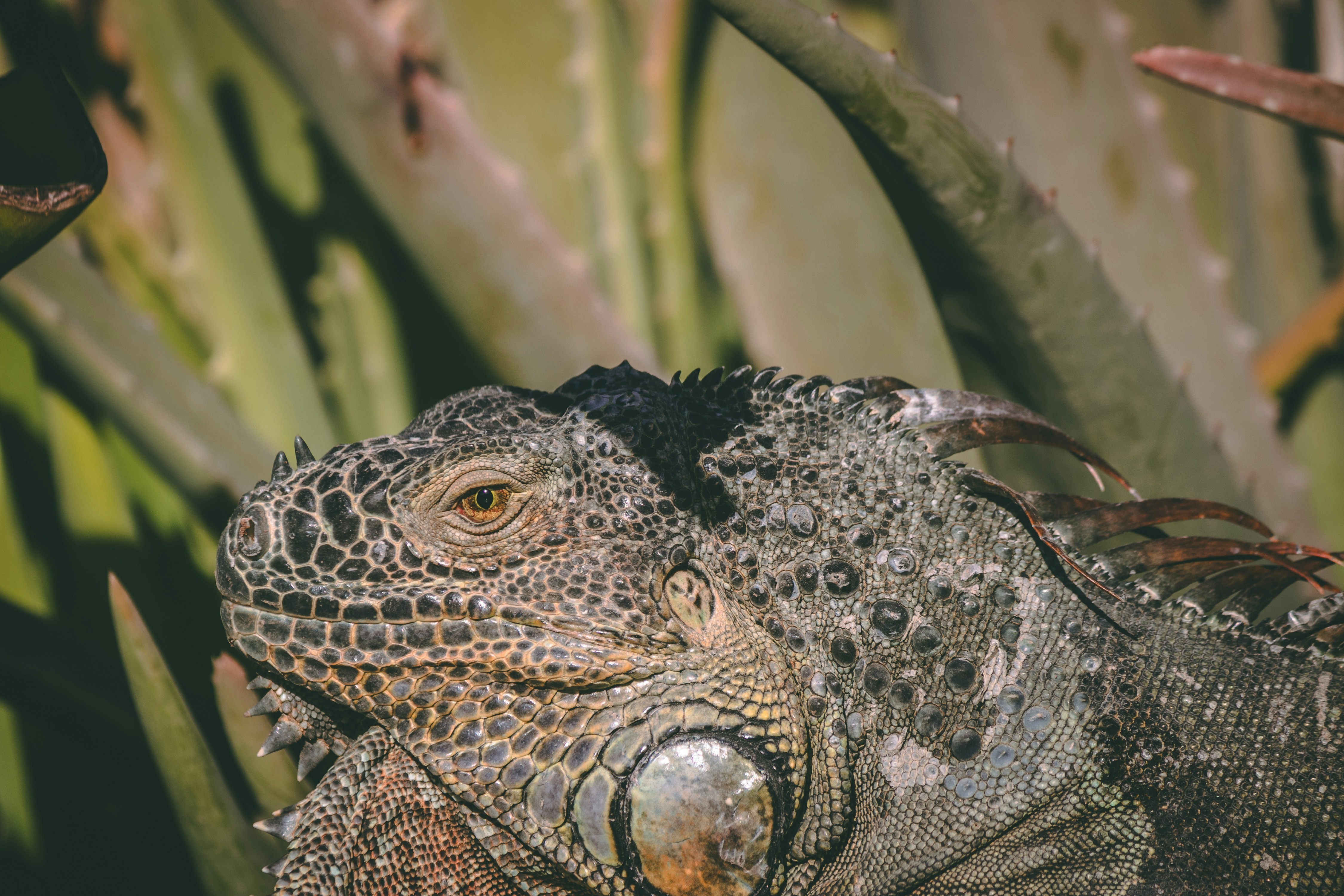 Texture and Gaze: Close-up of a Rugged Iguana Among Tropical Leaves