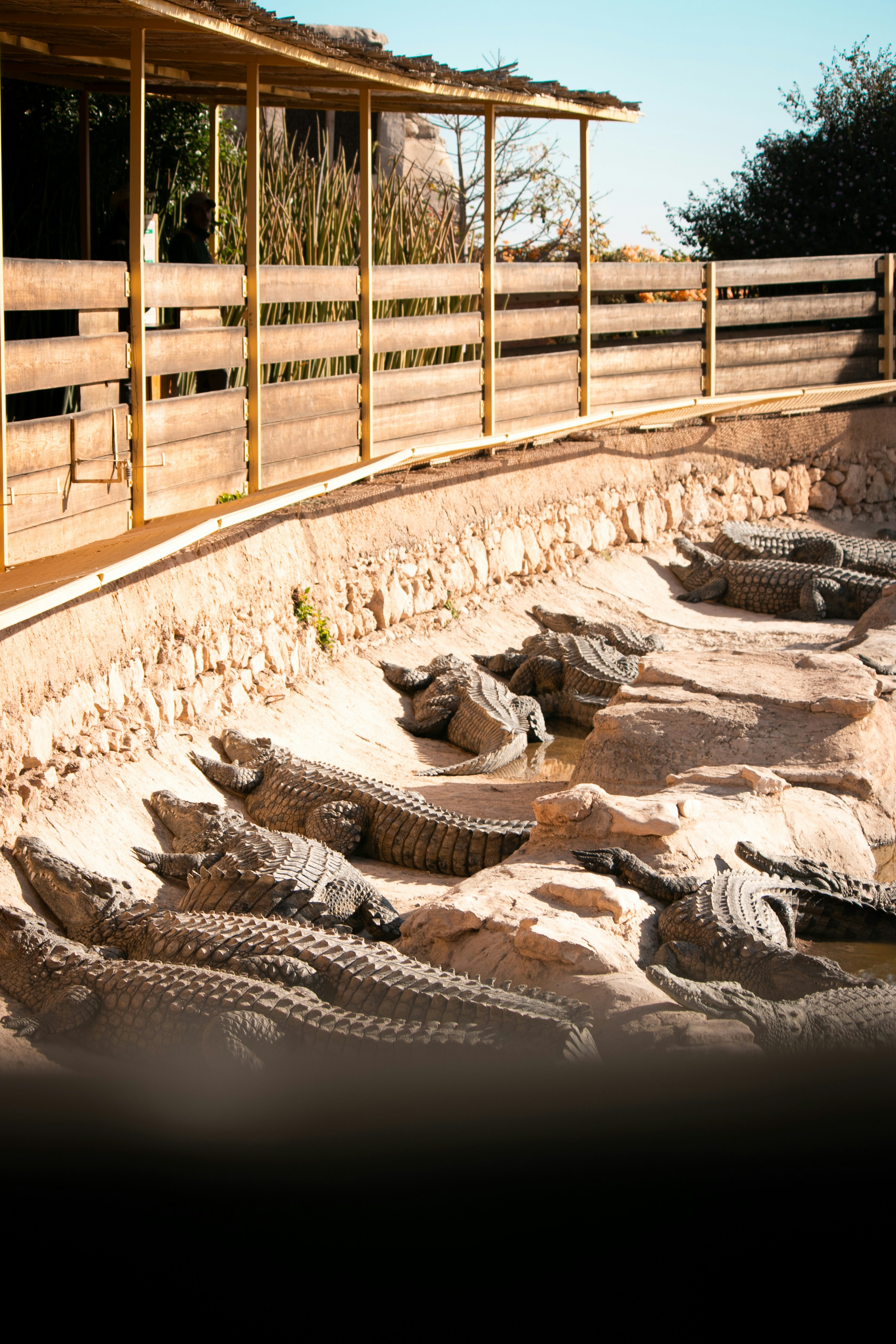 Sunlit Crocodile Row: Stone Guardians Beneath a Wooden Walkway