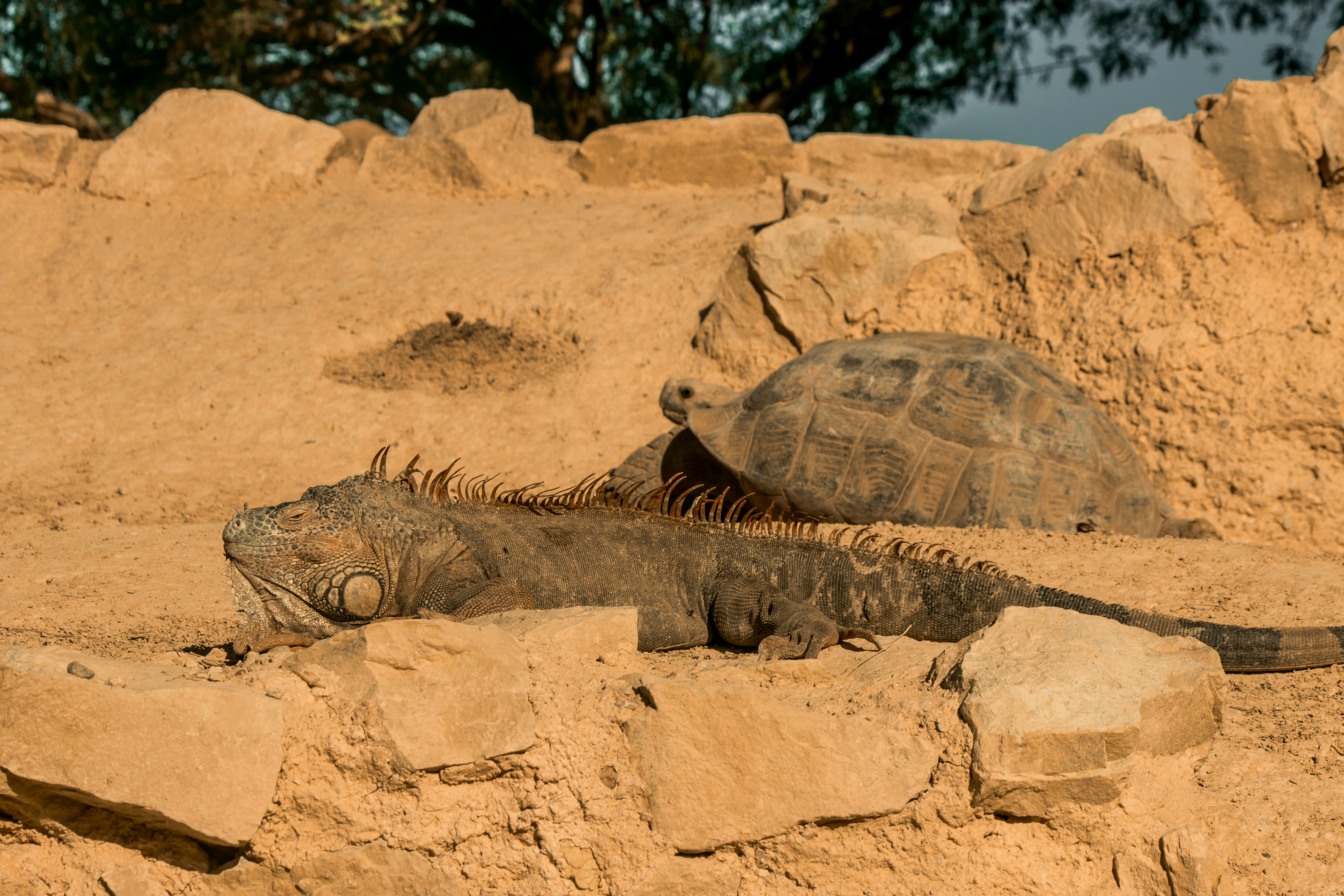 A large lizard laying on top of a pile of rocks photo – Free Animal ...