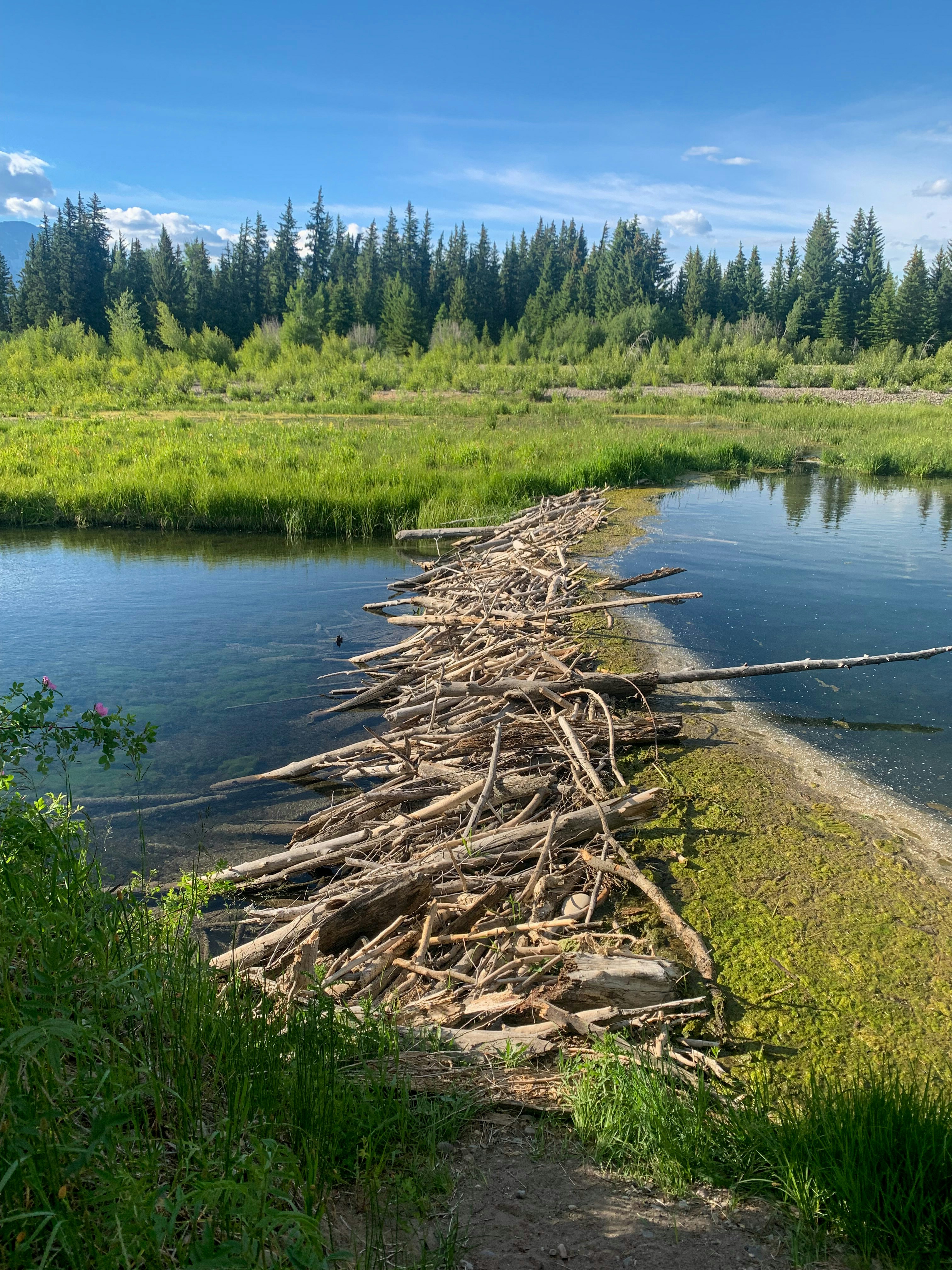 A log bridge over a river in the woods photo – Free Grand teton ...