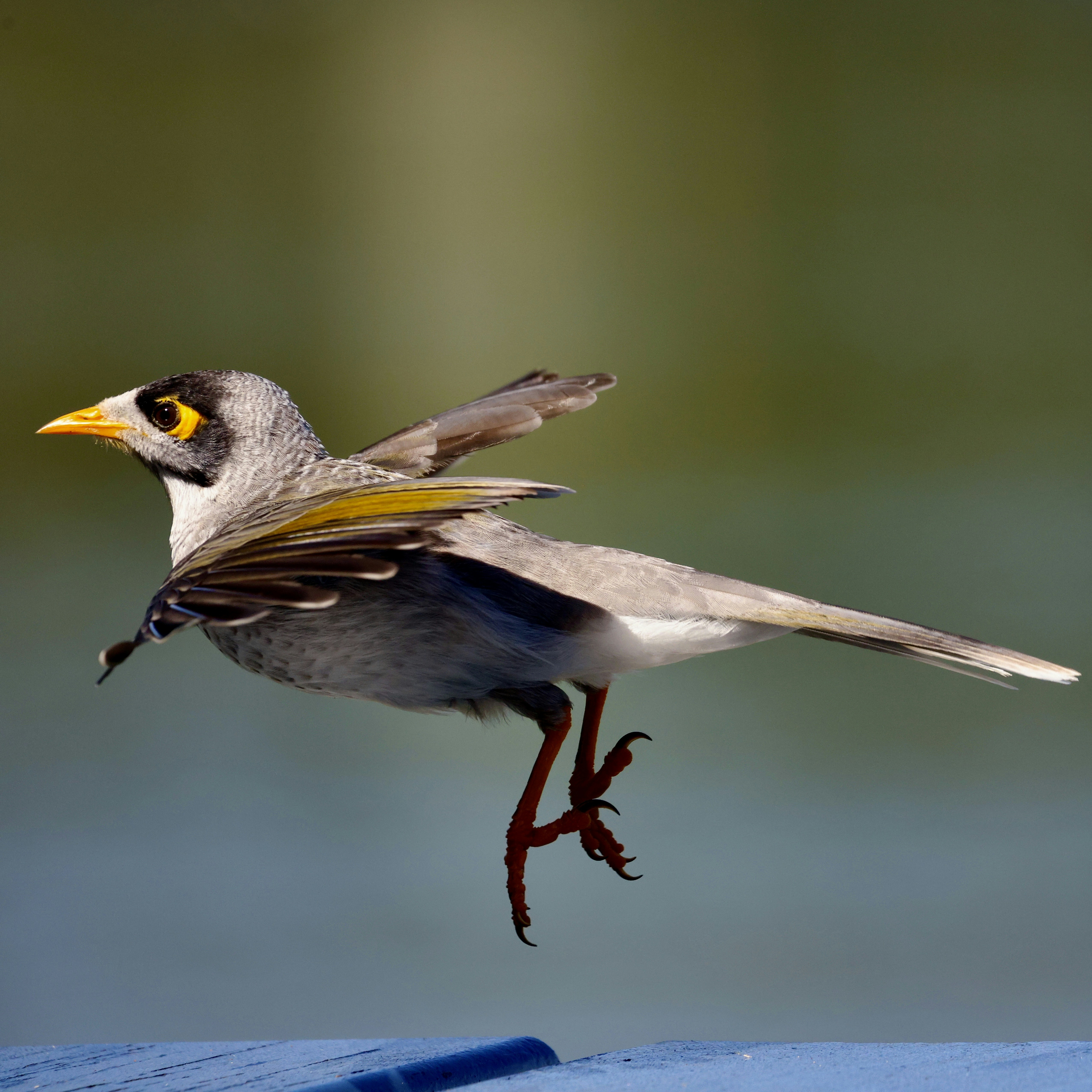 A small bird flying through the air near a body of water