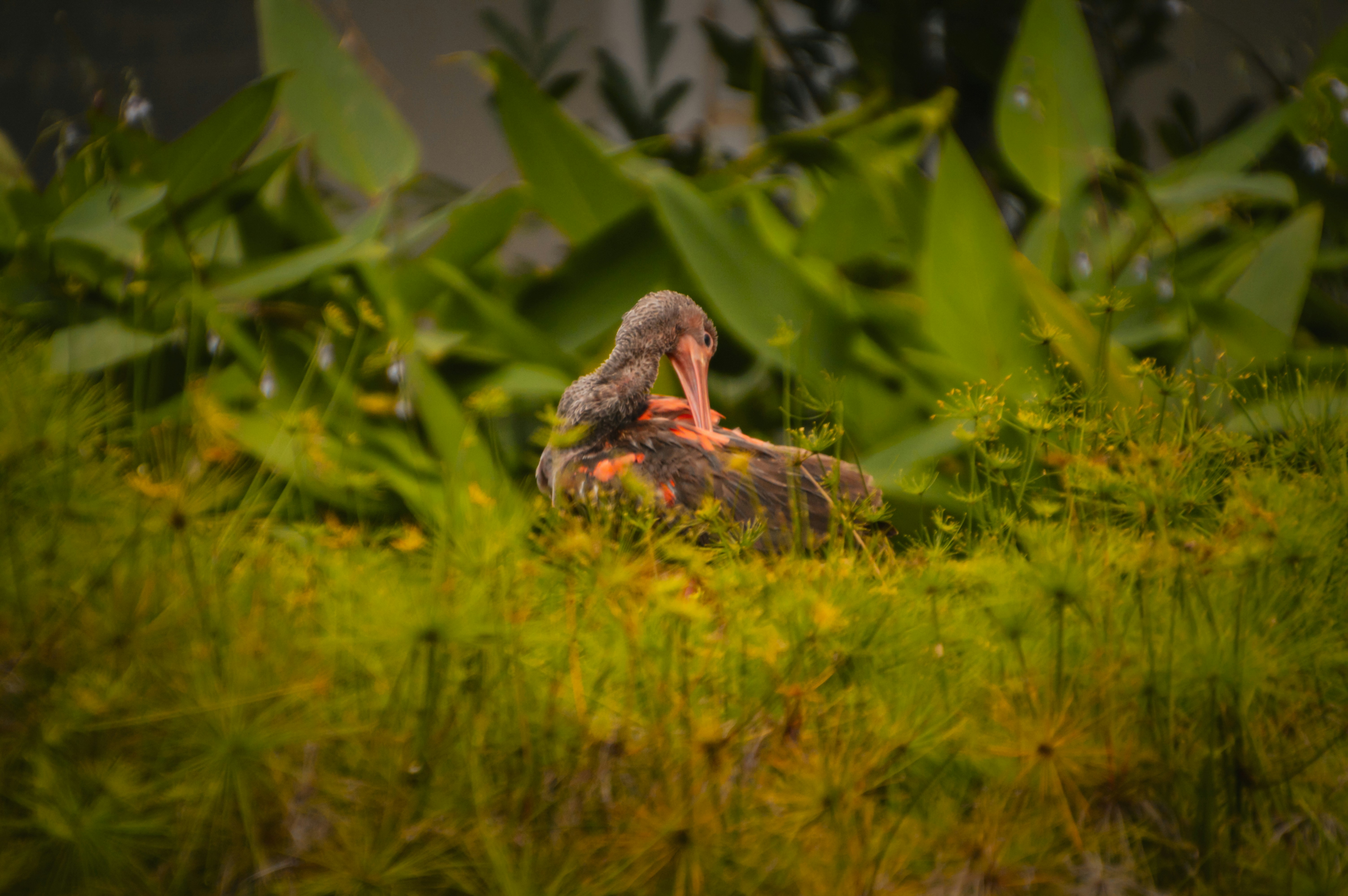 A lone shorebird in tall marsh grasses keeping watch