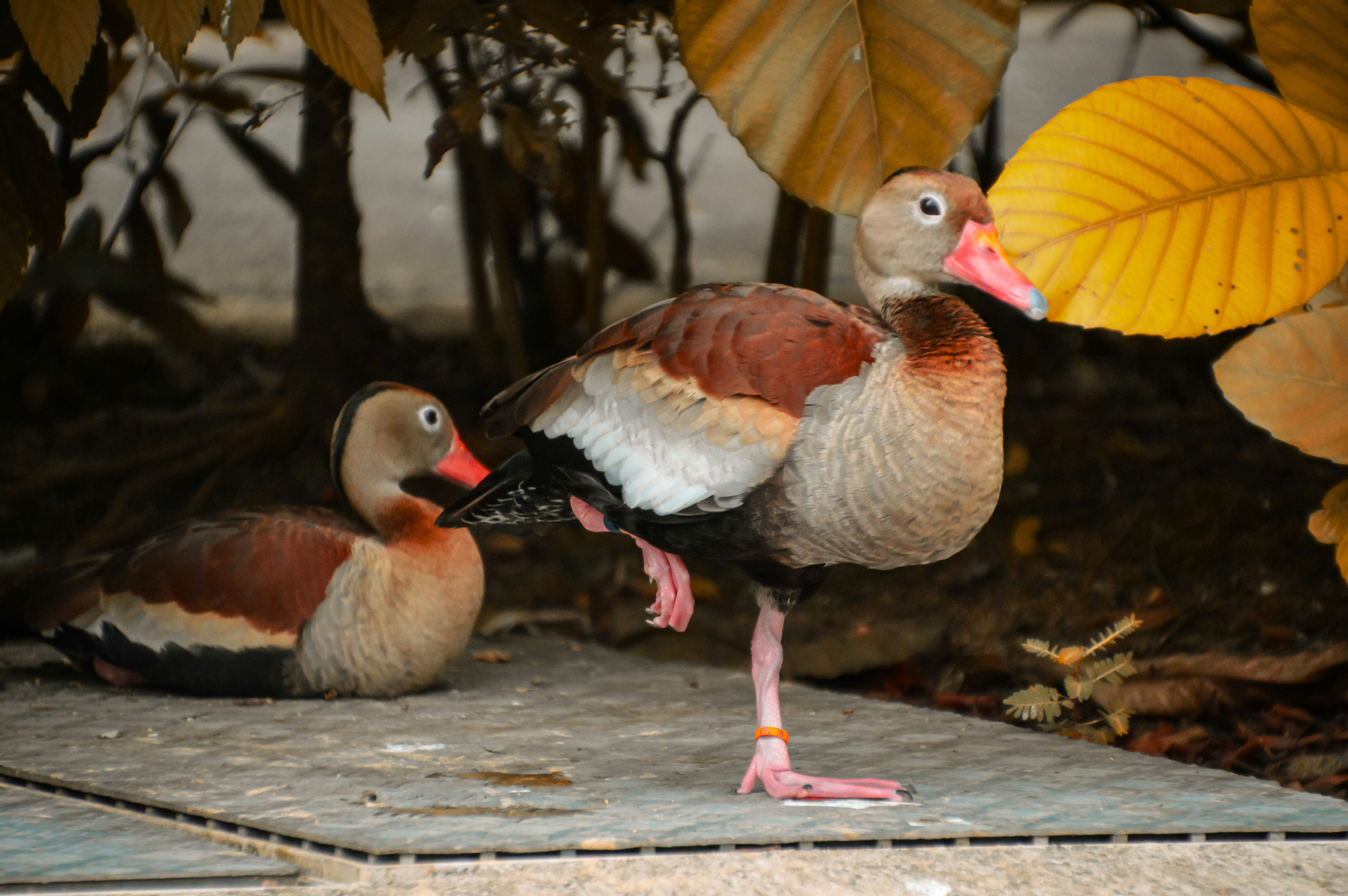 Two Egyptian Geese in a Quiet Autumn Passage