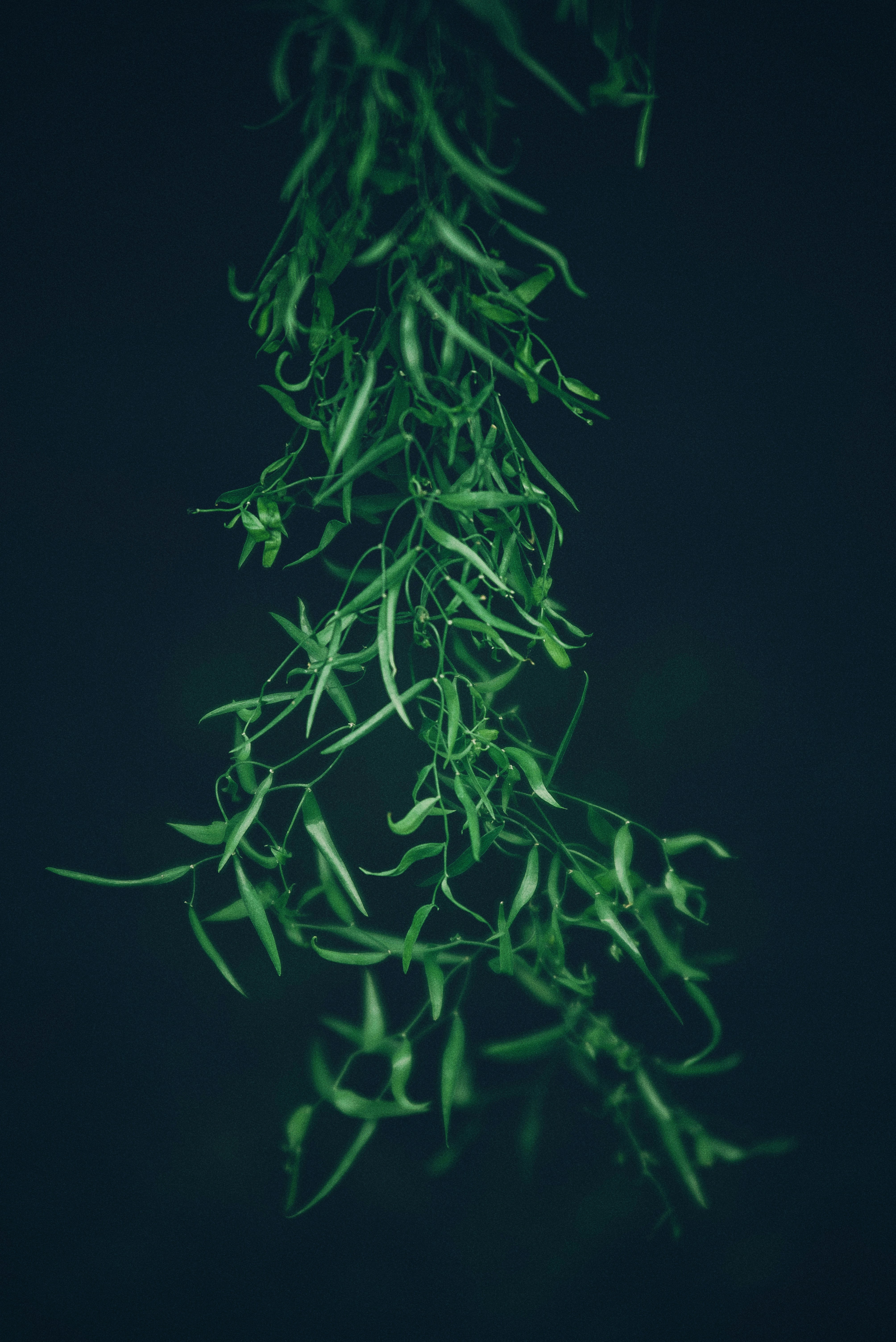 Photo by Didi Paul with Nikon D600