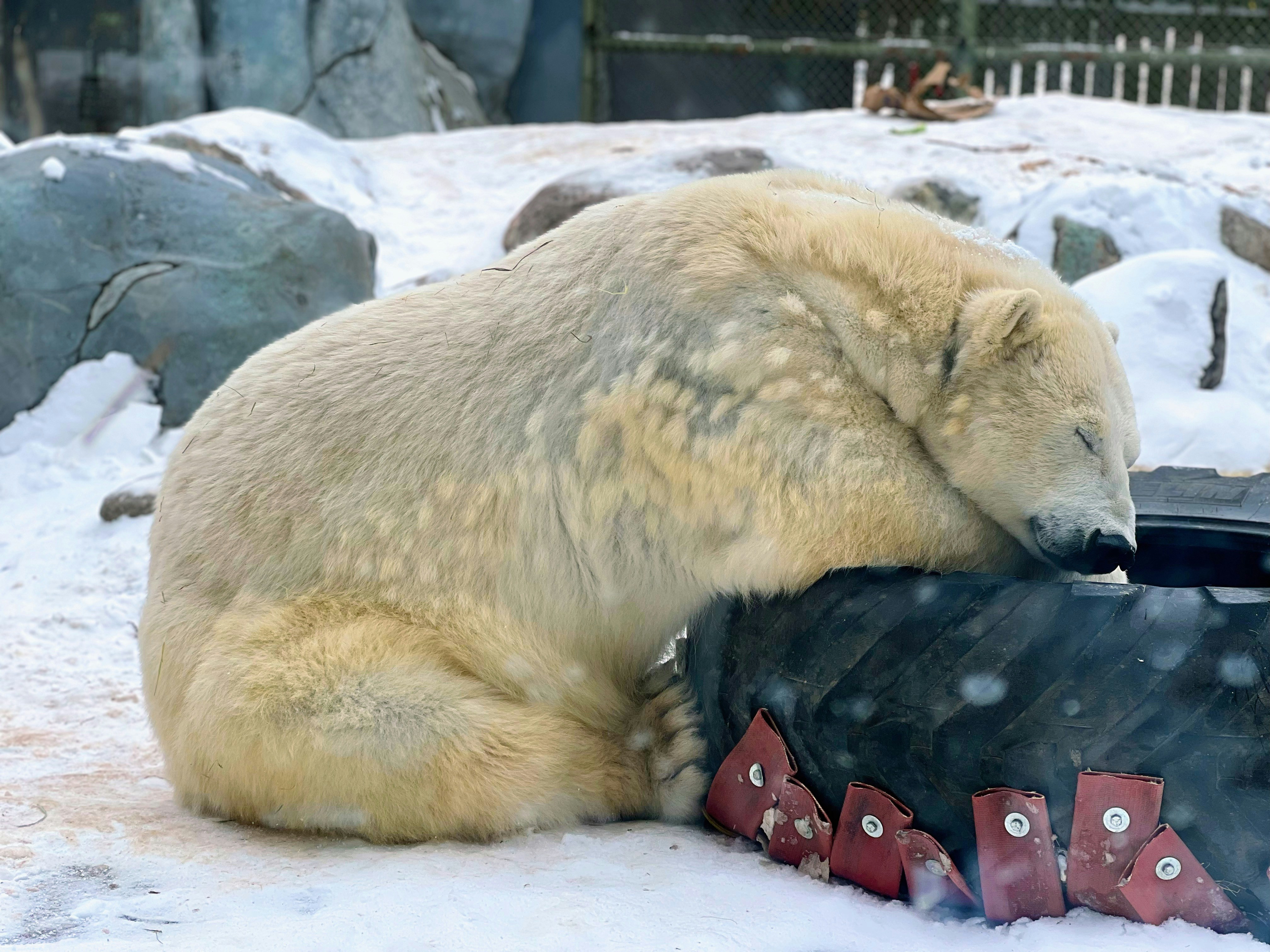 Arctic Guardian's Restful Pause