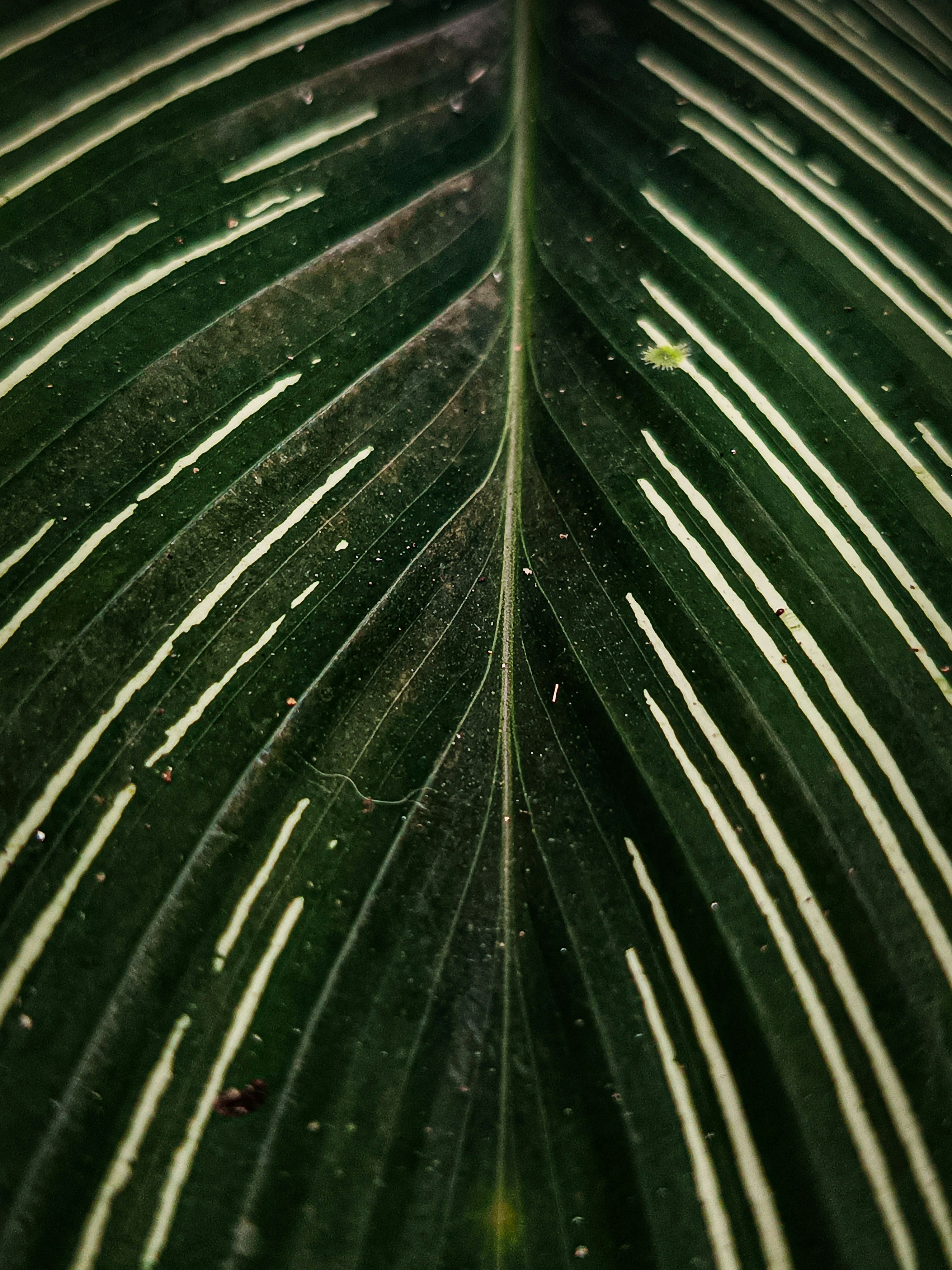 A close up of a large green leaf photo – Free Texture Image on Unsplash