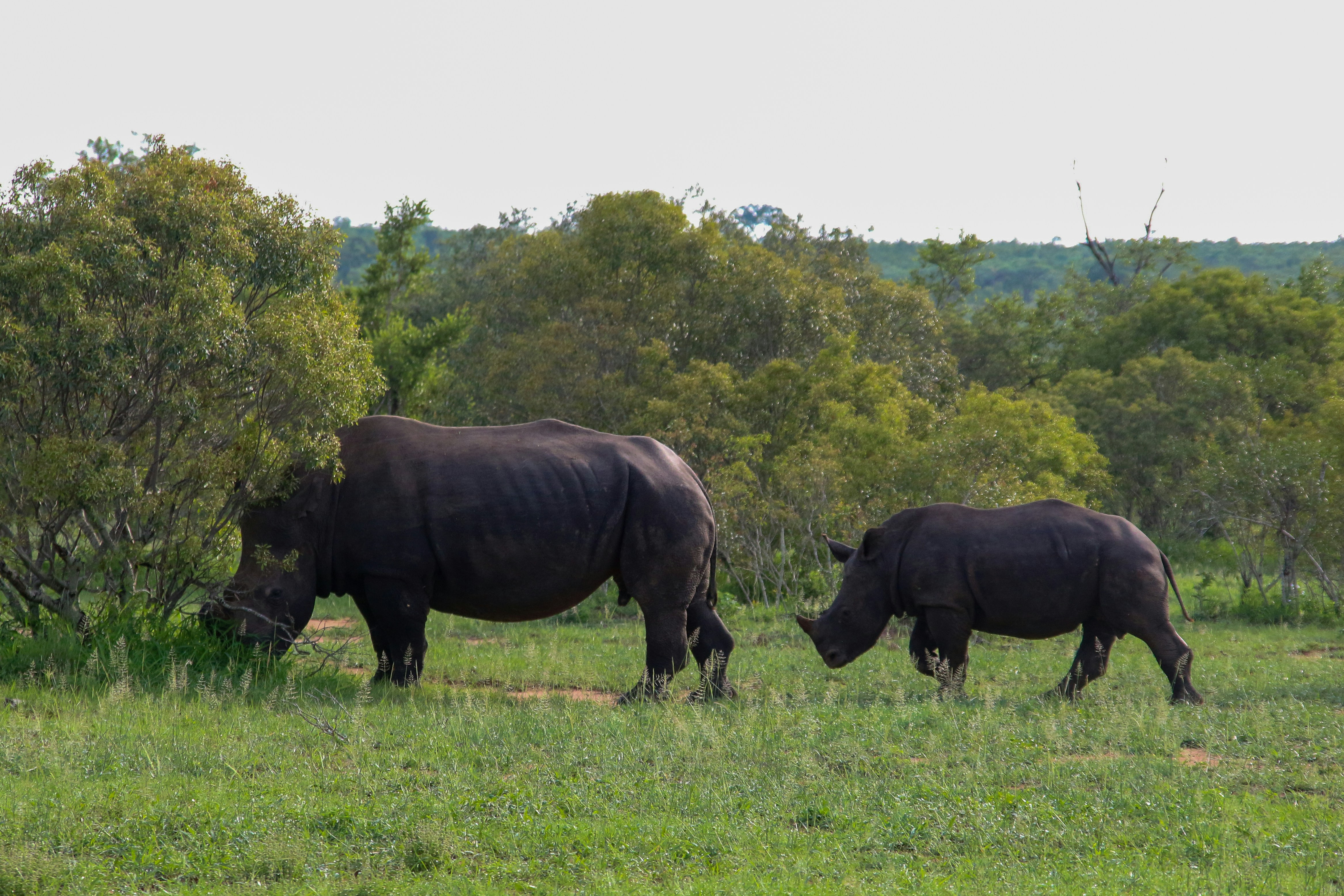 rhino mother and calf