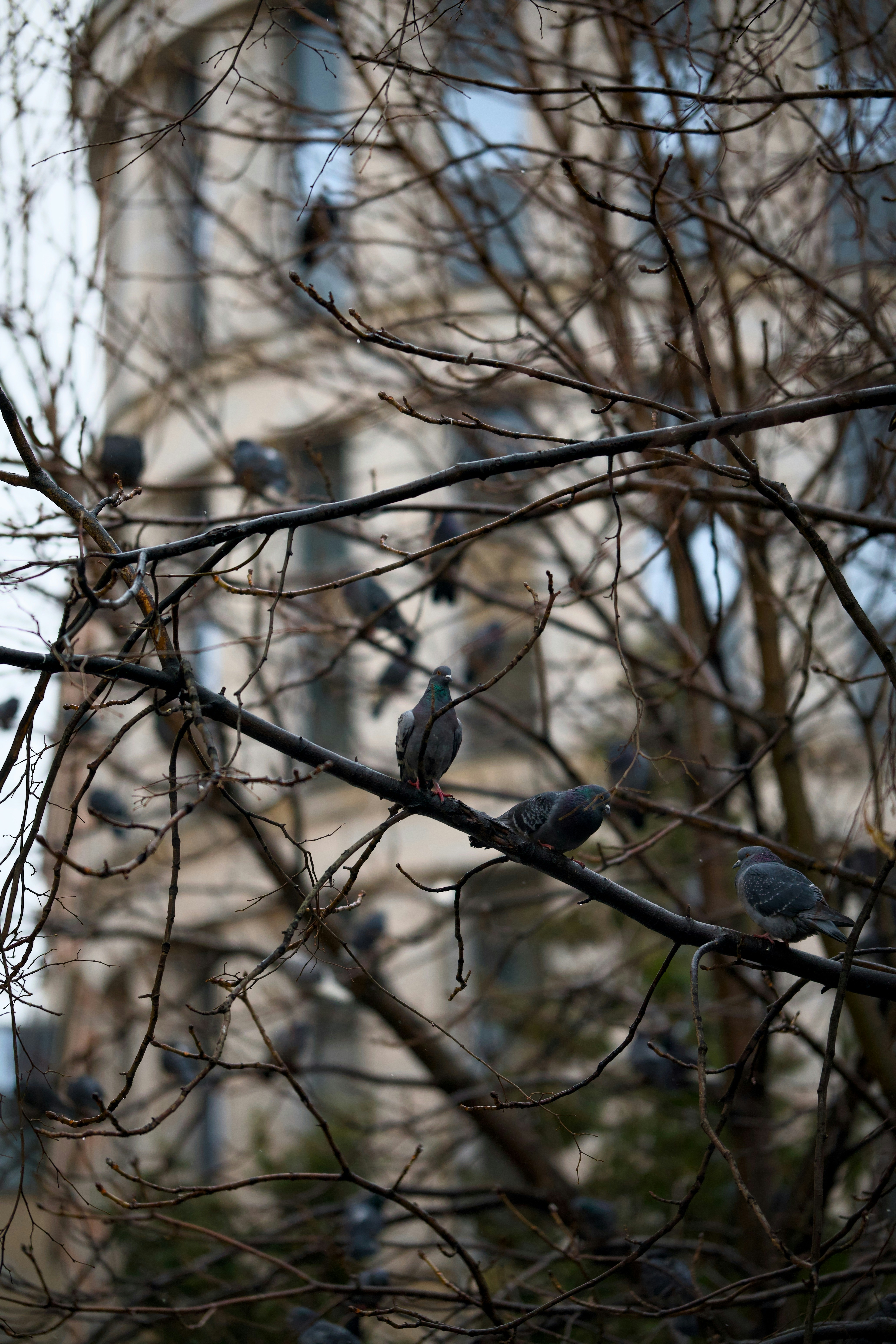 Pigeons on Winter Boughs in an Urban Courtyard