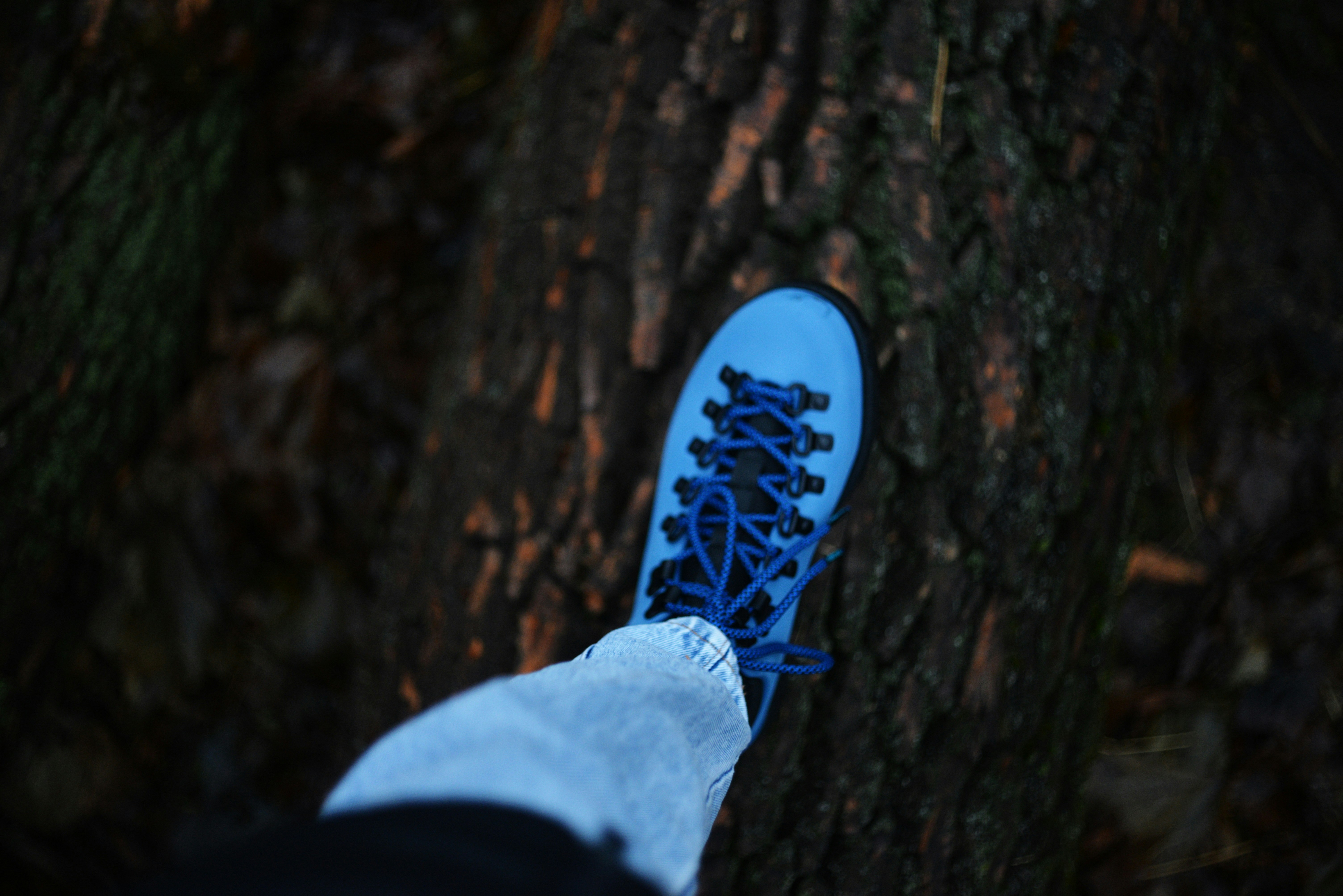 Blue Sneaker Clinging to Rain-Dark Bark