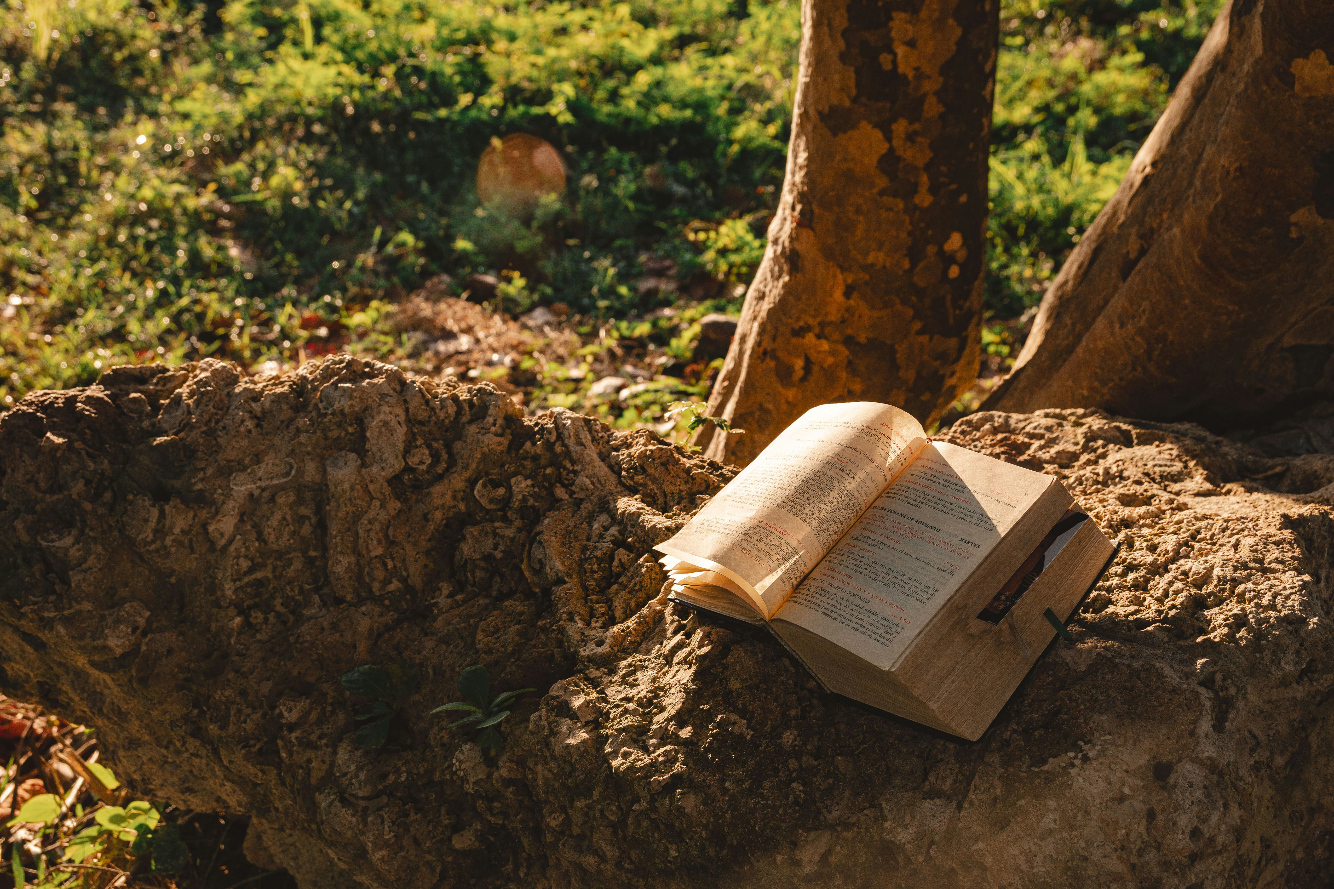 Sunlit Pages on a Weathered Log: A Quiet Outdoor Reading Moment