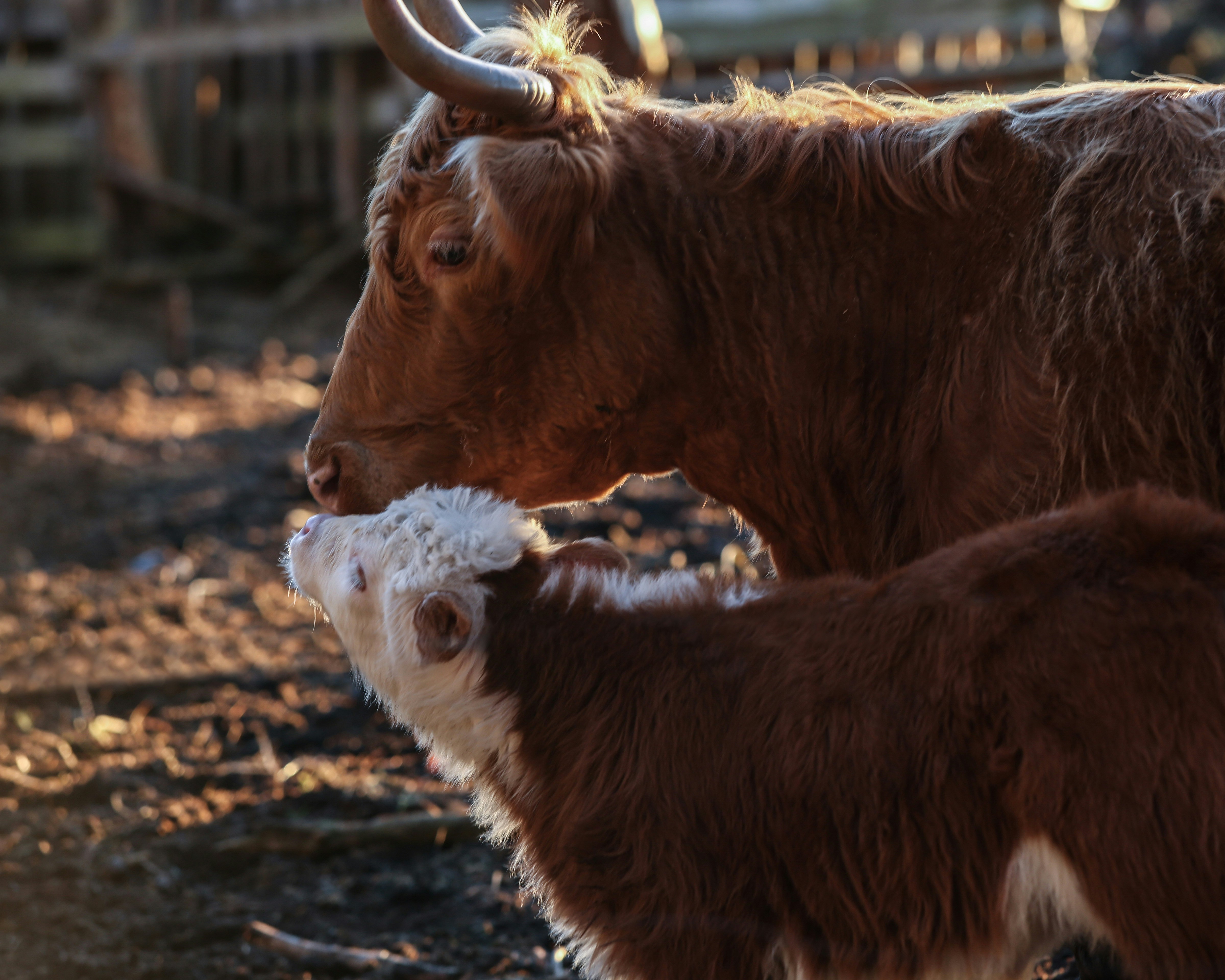 Nuzzle in the Golden Hour: A Highland Pair in the Farmyard