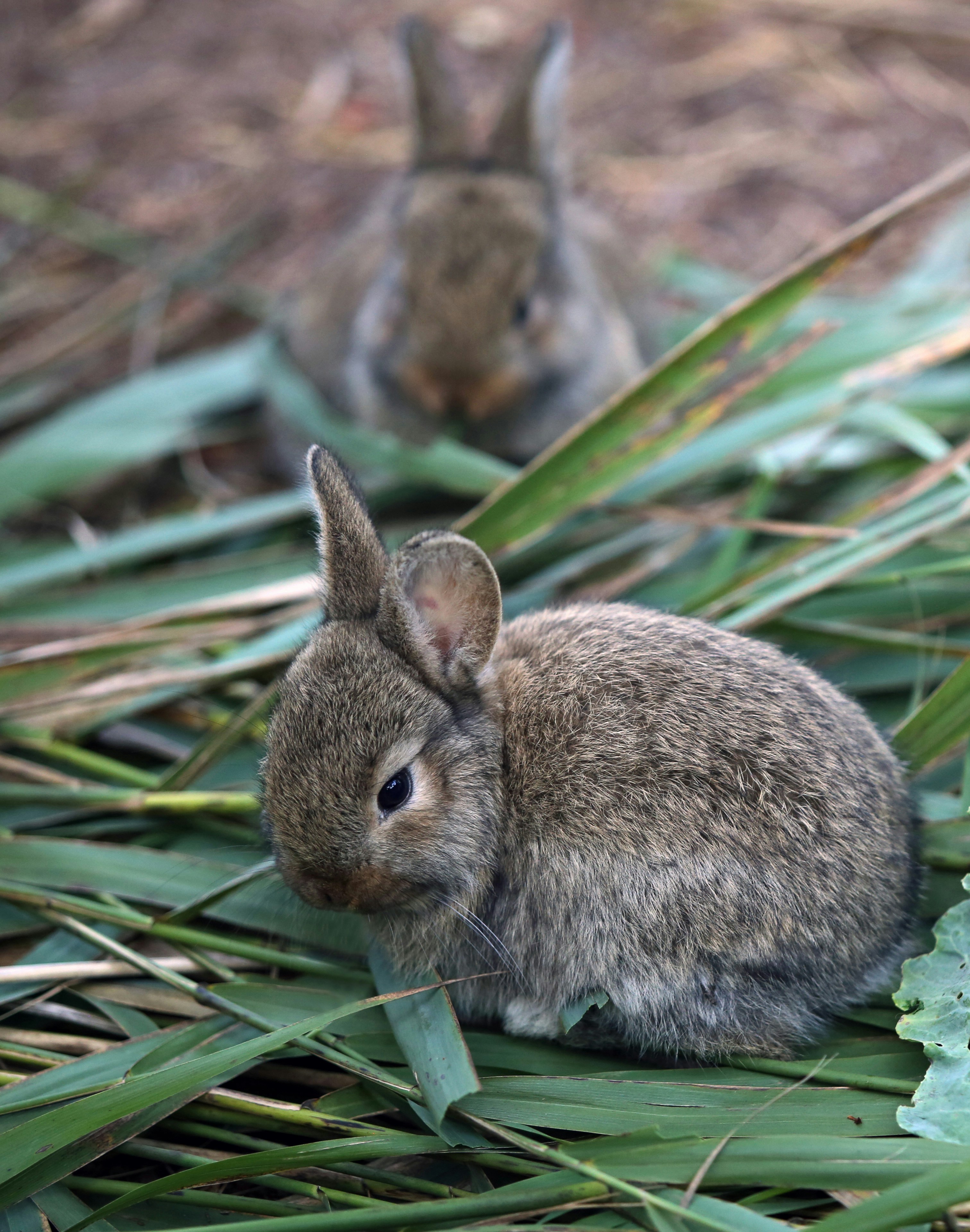 A couple of rabbits sitting on top of a lush green field photo – Free ...