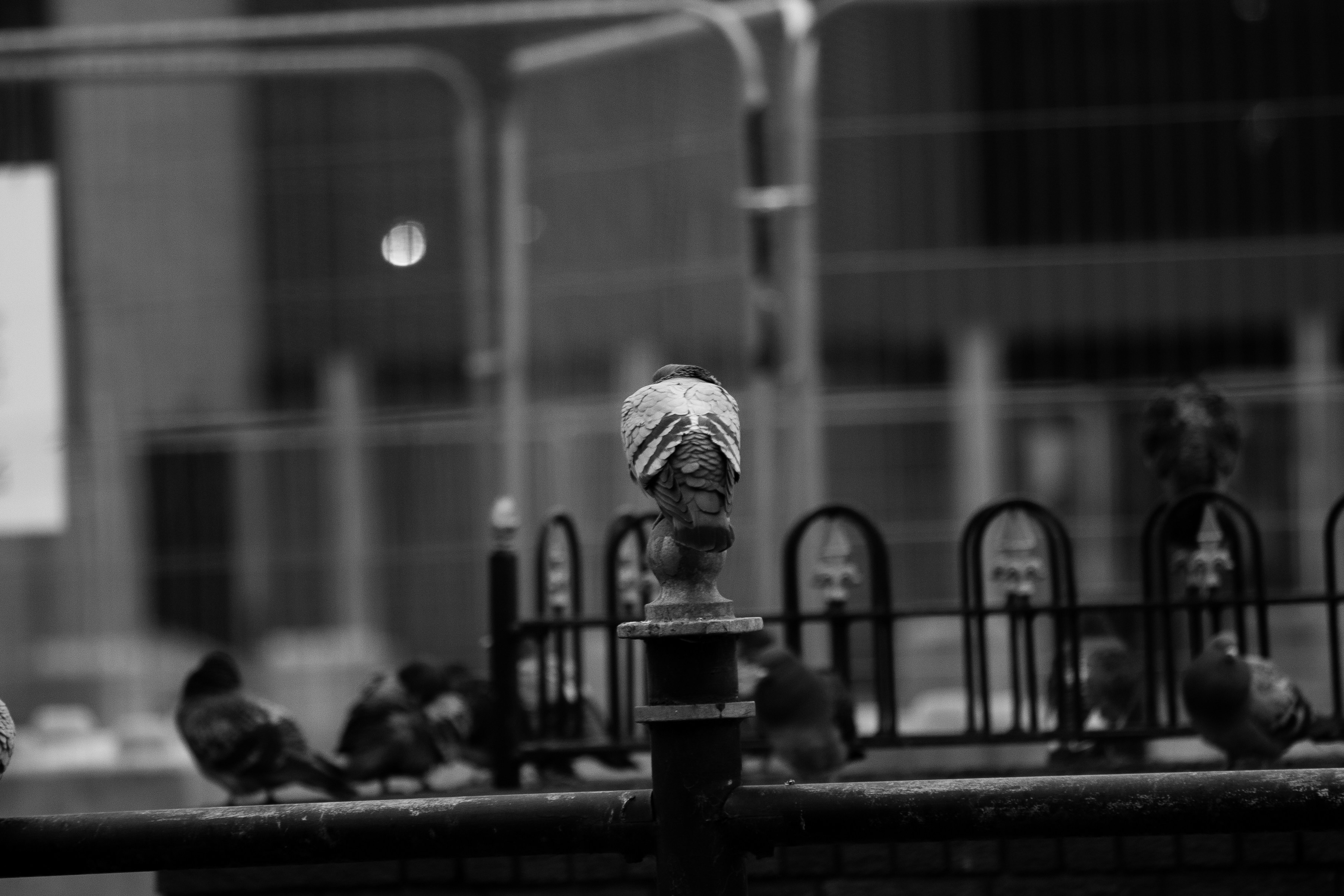 Urban Sentinels: The Watchful Pigeons