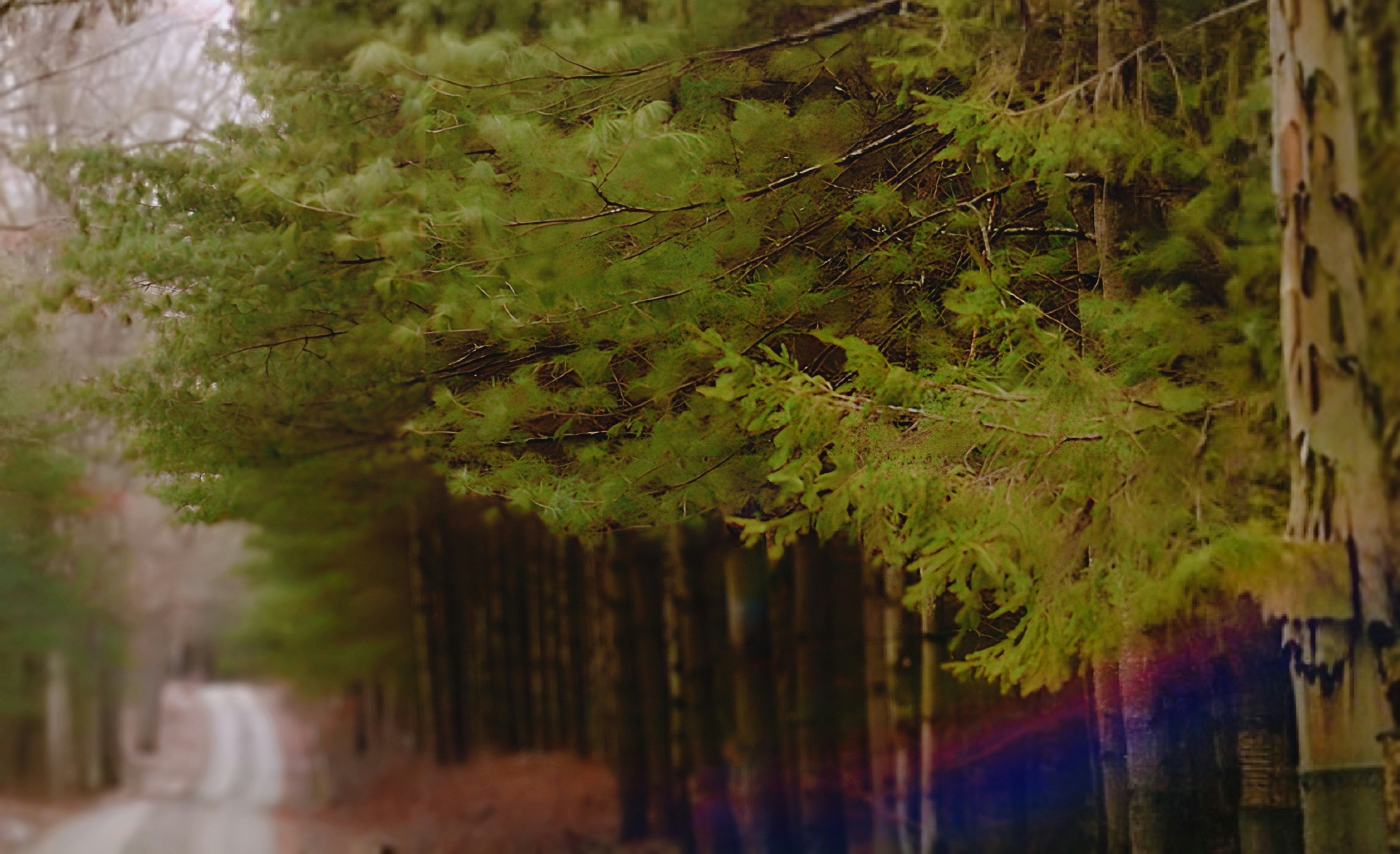 Misty Pines Along a Quiet Forest Road