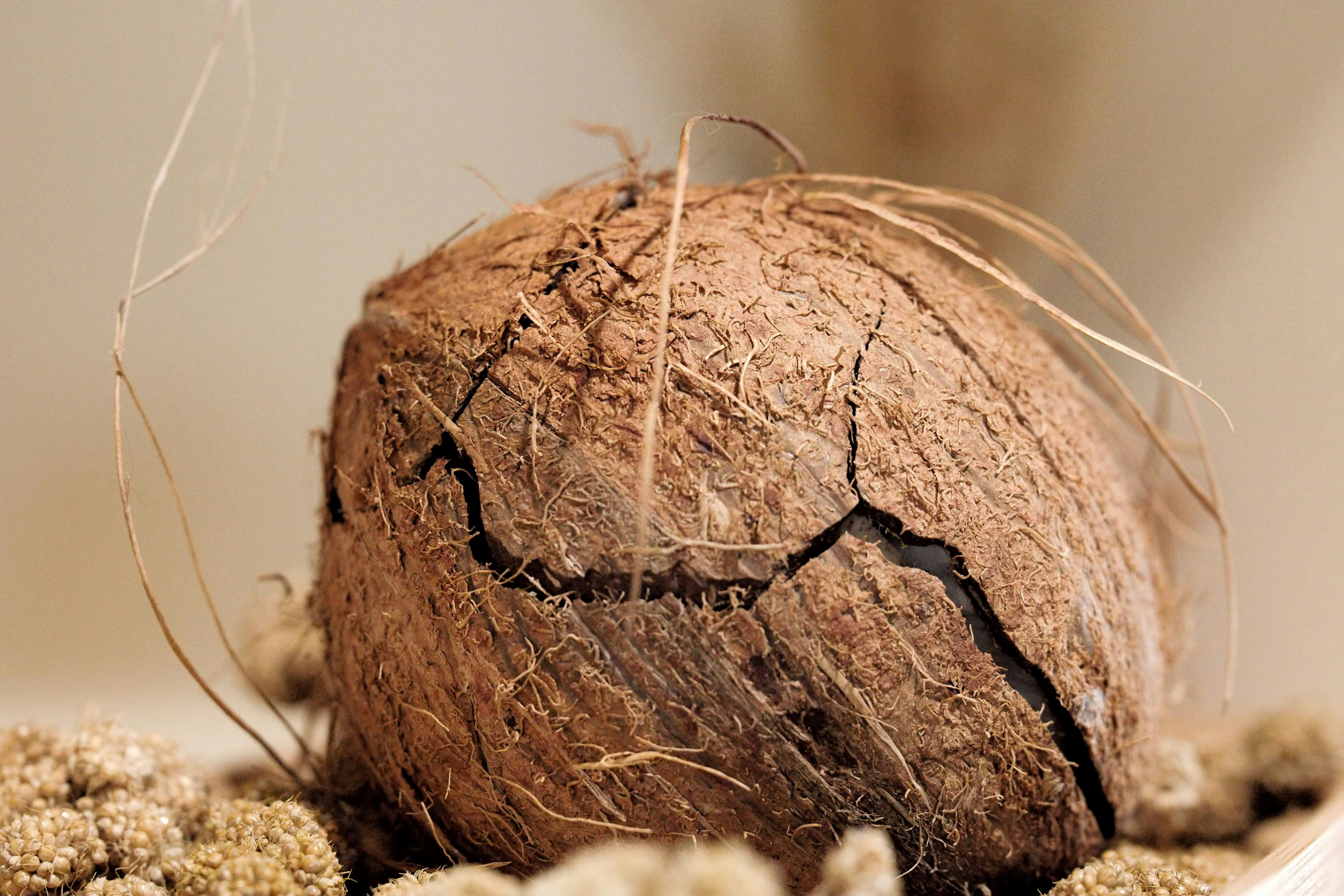 A close up of a coconut on a plate photo – Free Texture Image on Unsplash