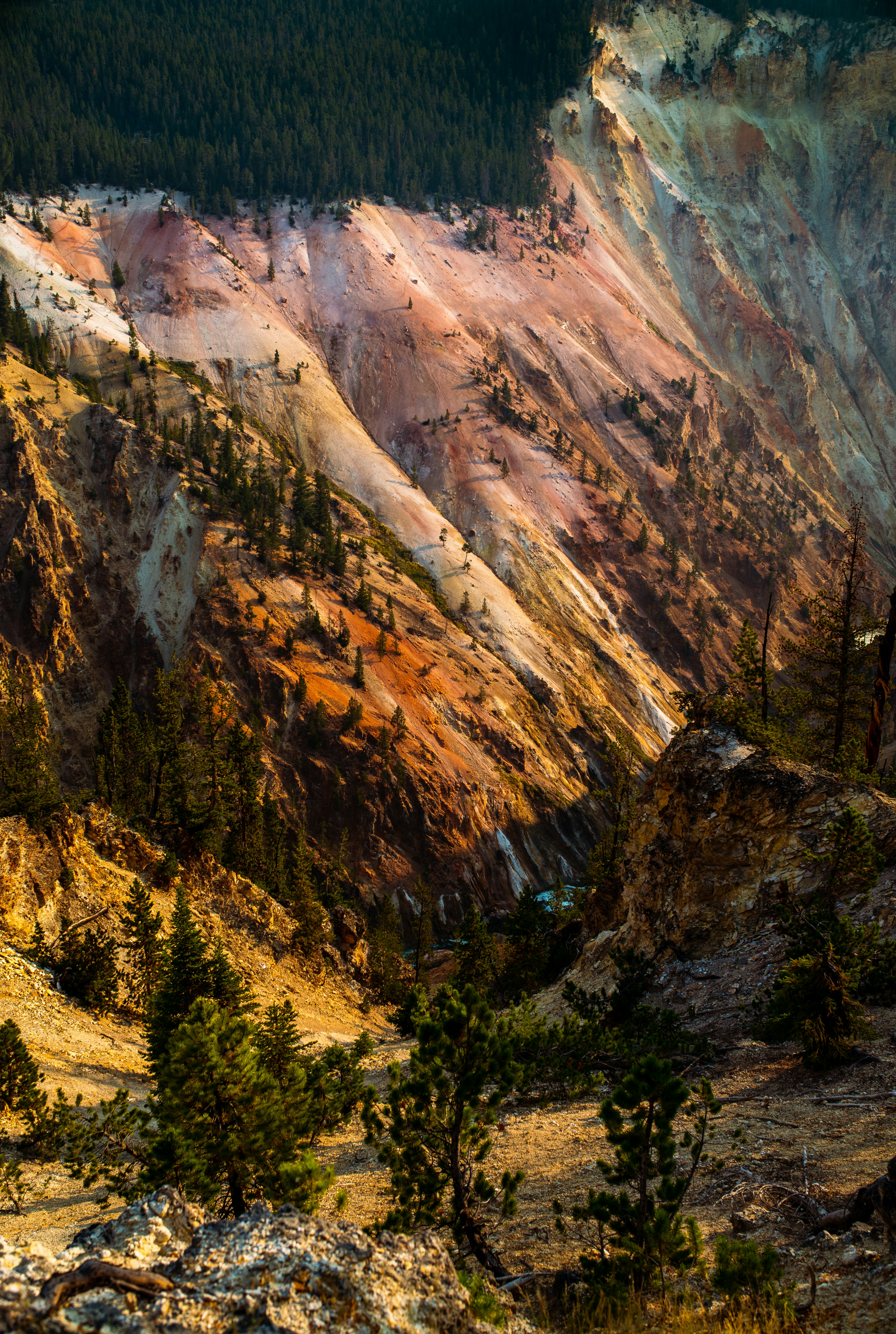 Sunlit Ridge: A Canyon’s Fire of Rock and Pine