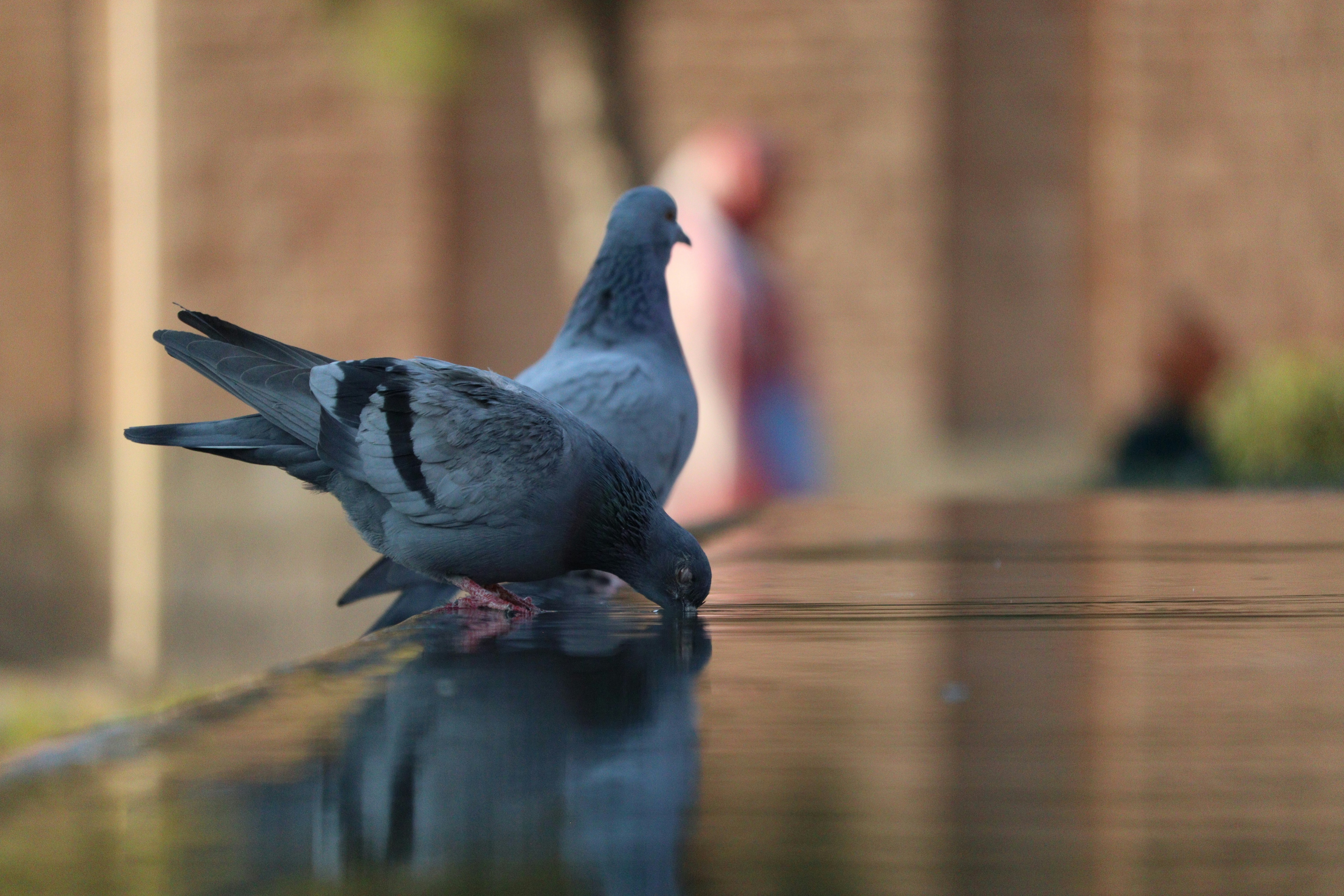Pigeon at the Pool's Edge: A Quiet Sip Amid Reflections
