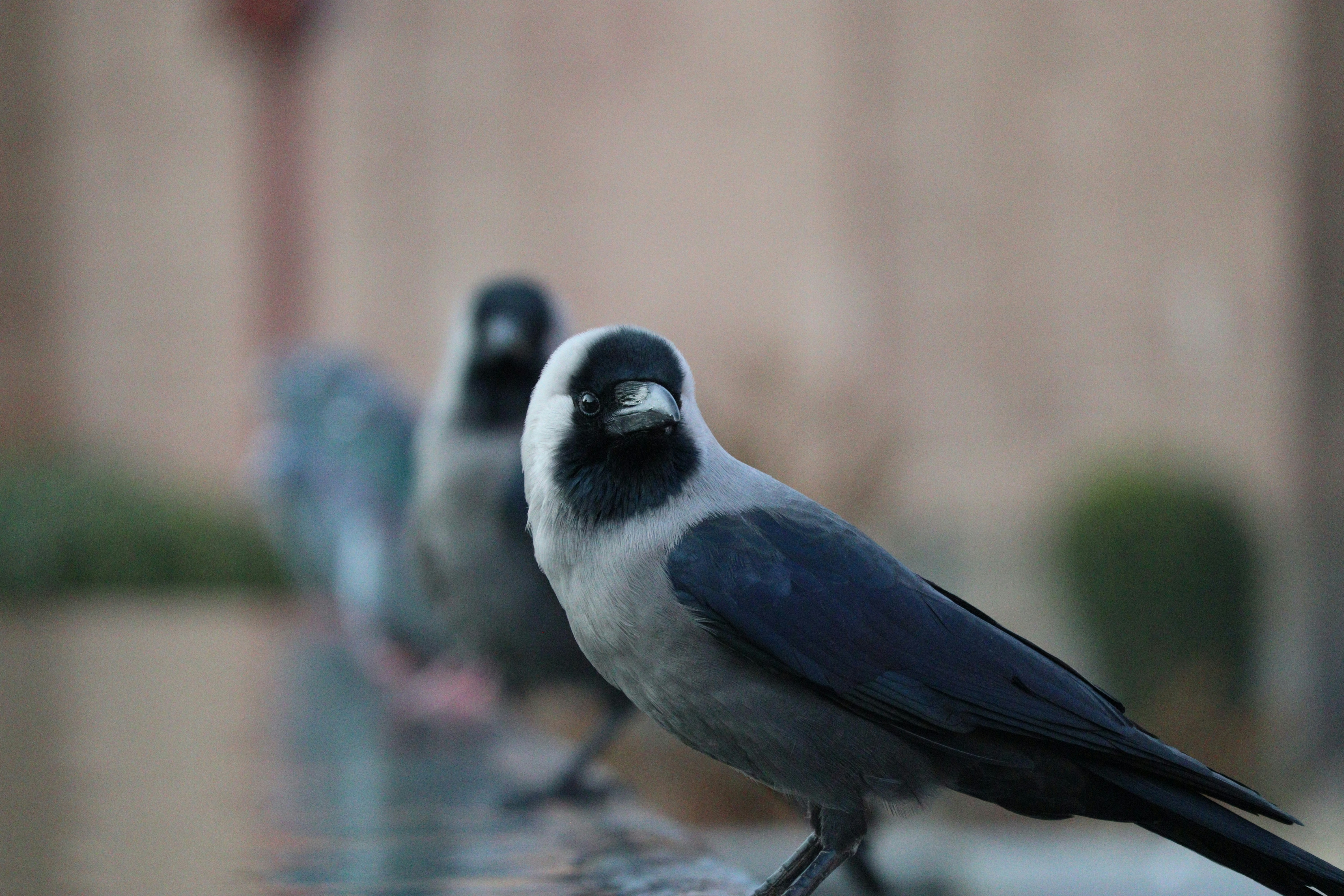 A couple of birds that are sitting on a ledge photo – Free Bird Image ...
