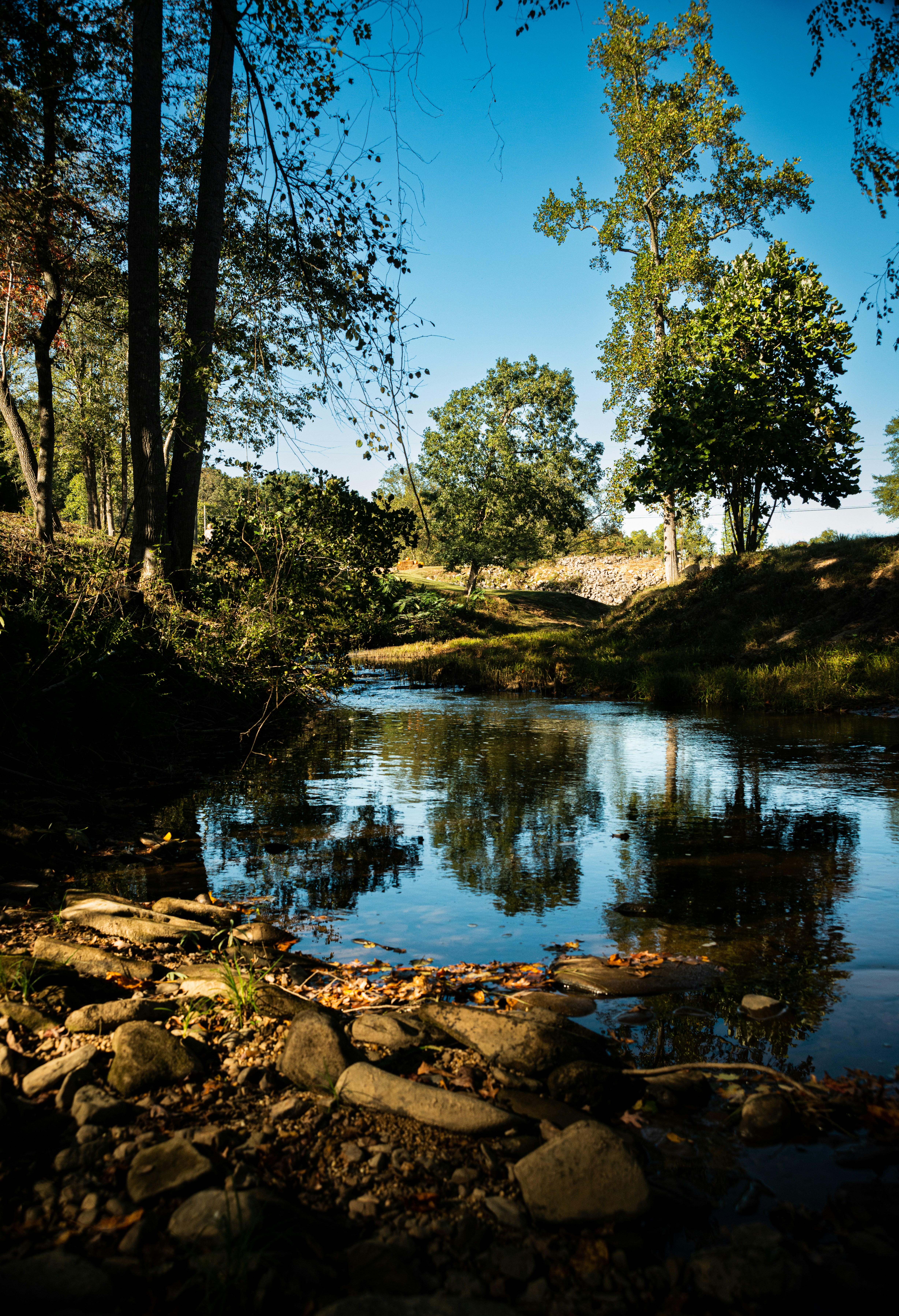 Une rivière qui coule à travers une forêt remplie de nombreux arbres ...