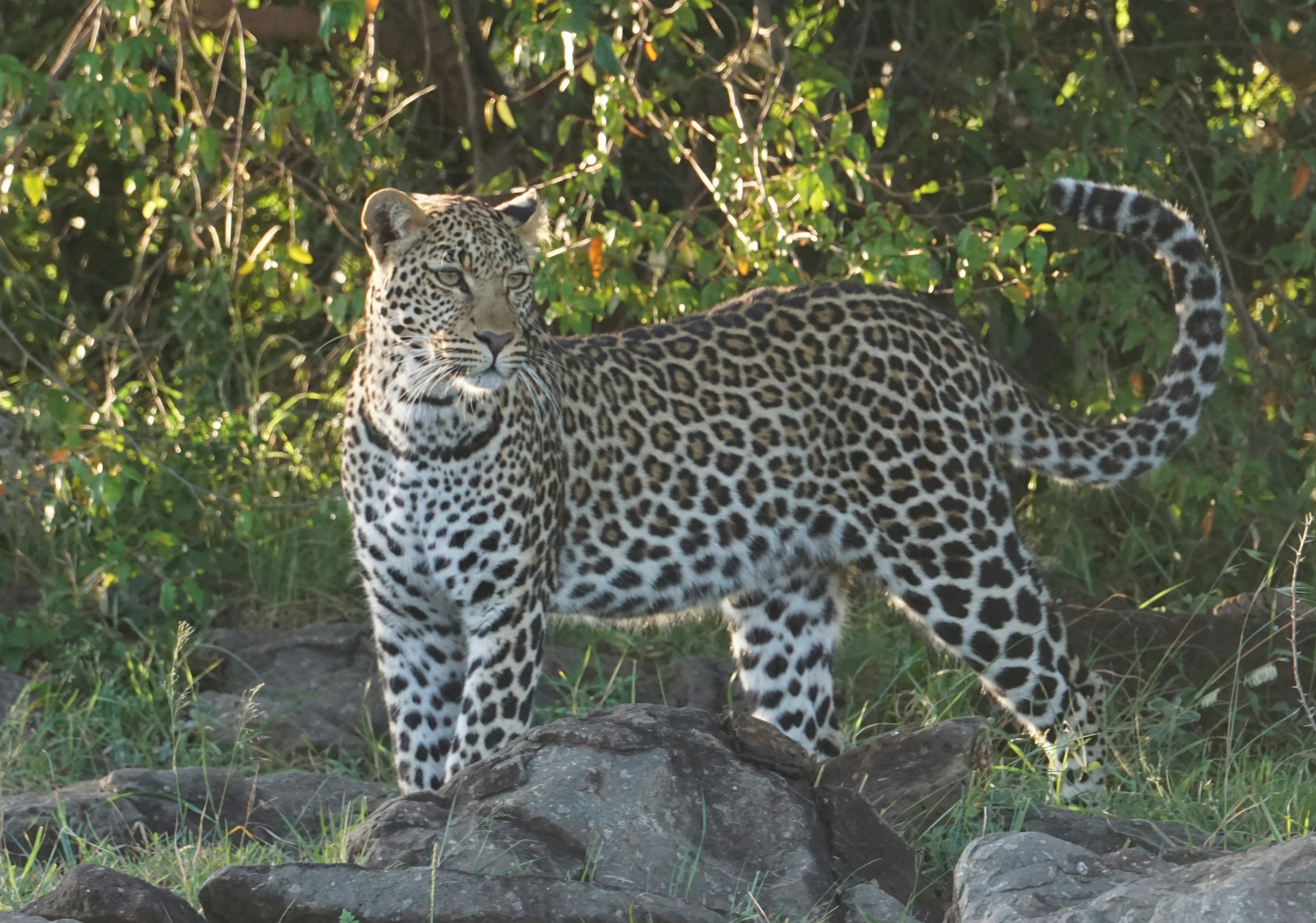 Leopard Sentinel on Stone Ridge