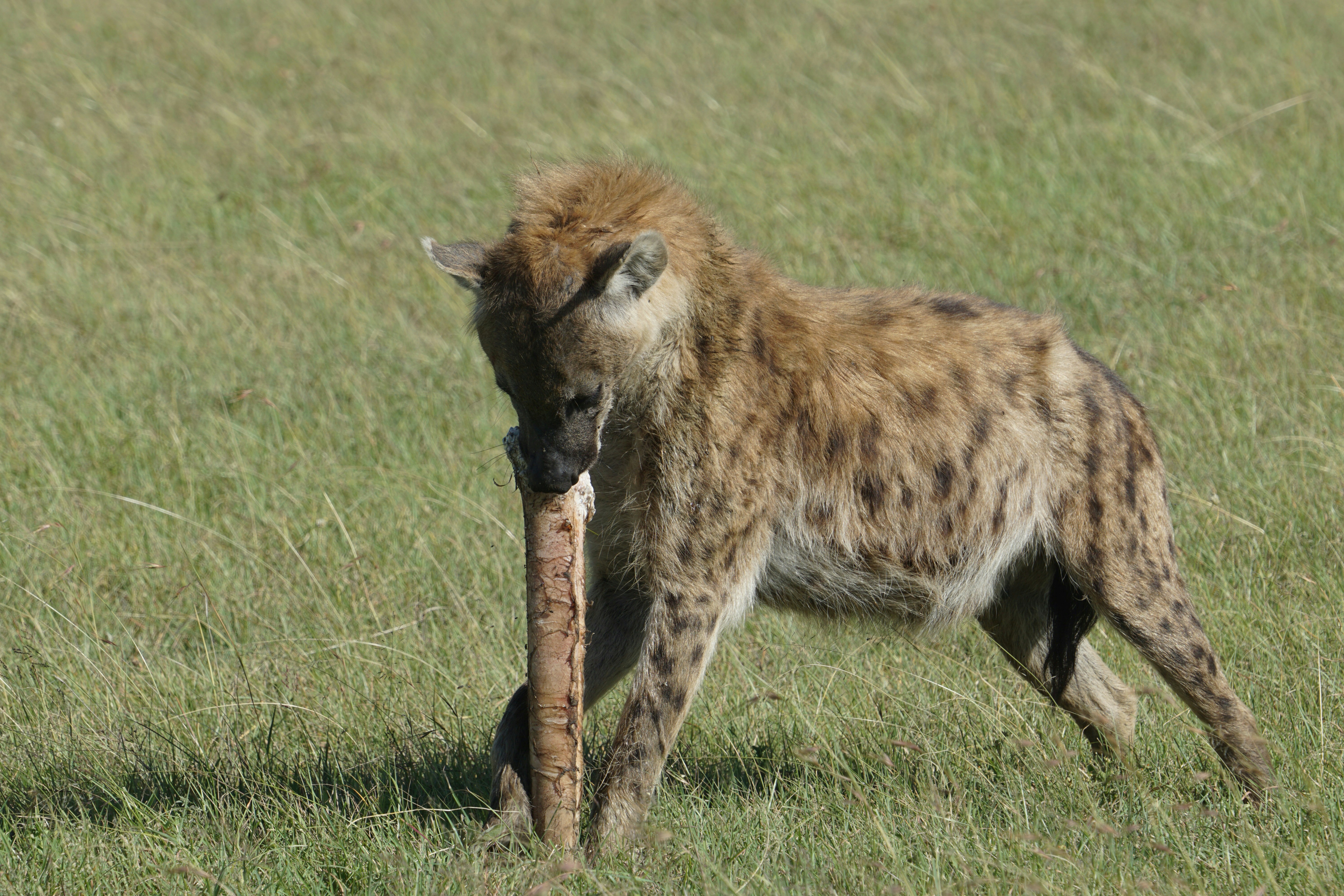 A hyena standing in a field with a stick in its mouth photo – Free ...