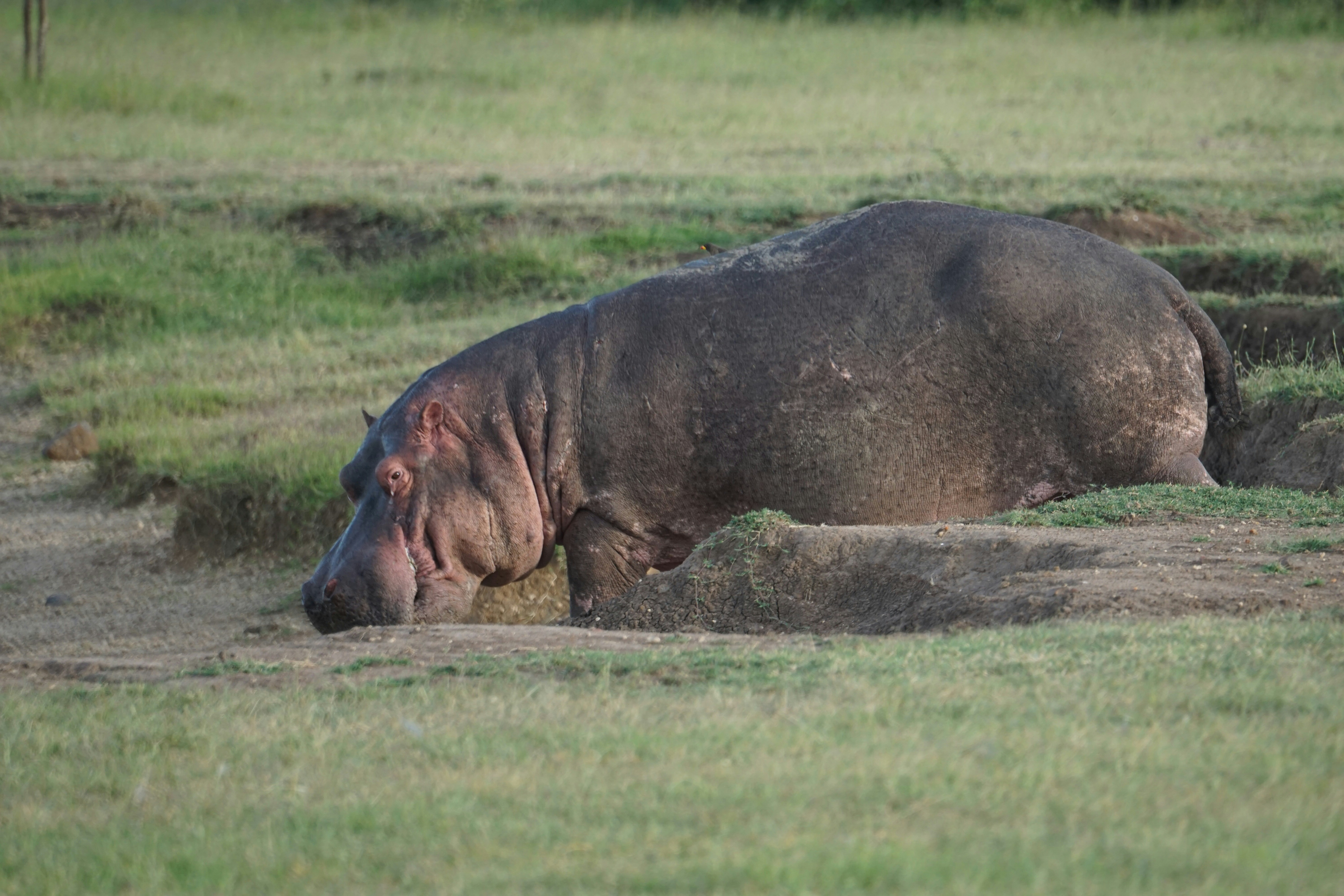 A hippopotamus laying down in a field photo – Free Animal Image on Unsplash