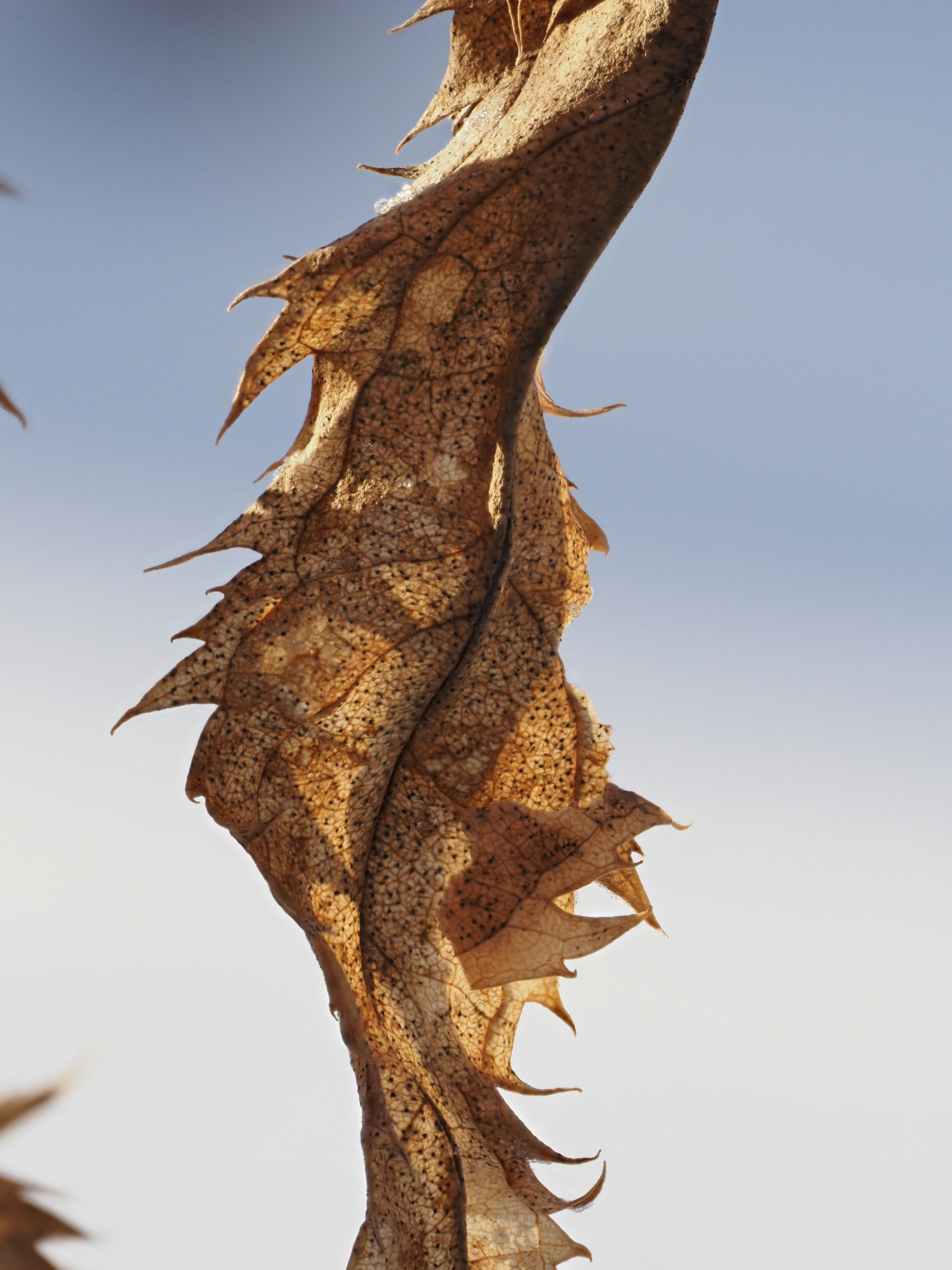 Edge of Autumn: a close-up of a jagged, sunlit dried leaf against a pale blue backdrop