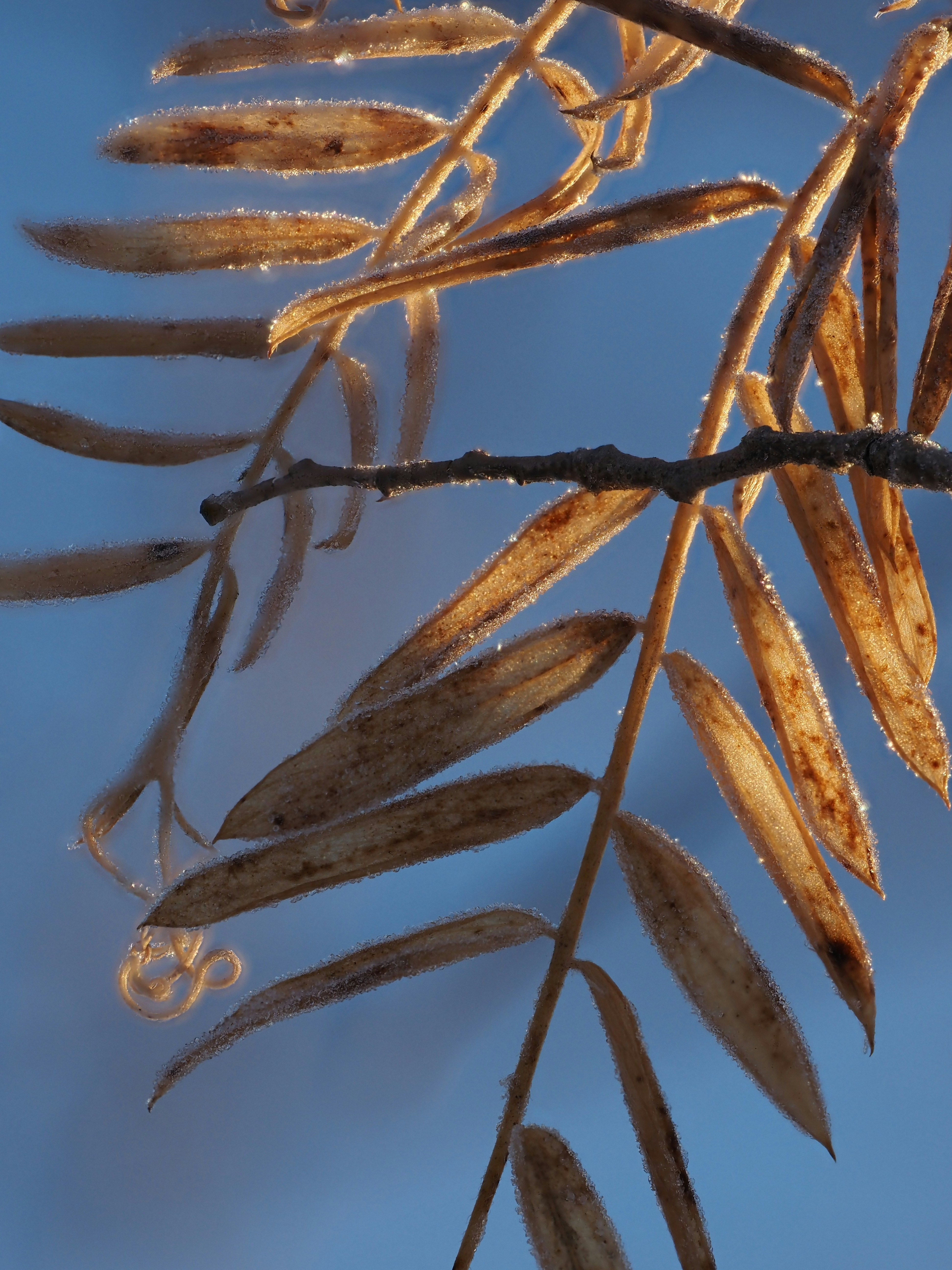 Amber olive fronds weave a copper line across a cobalt sky