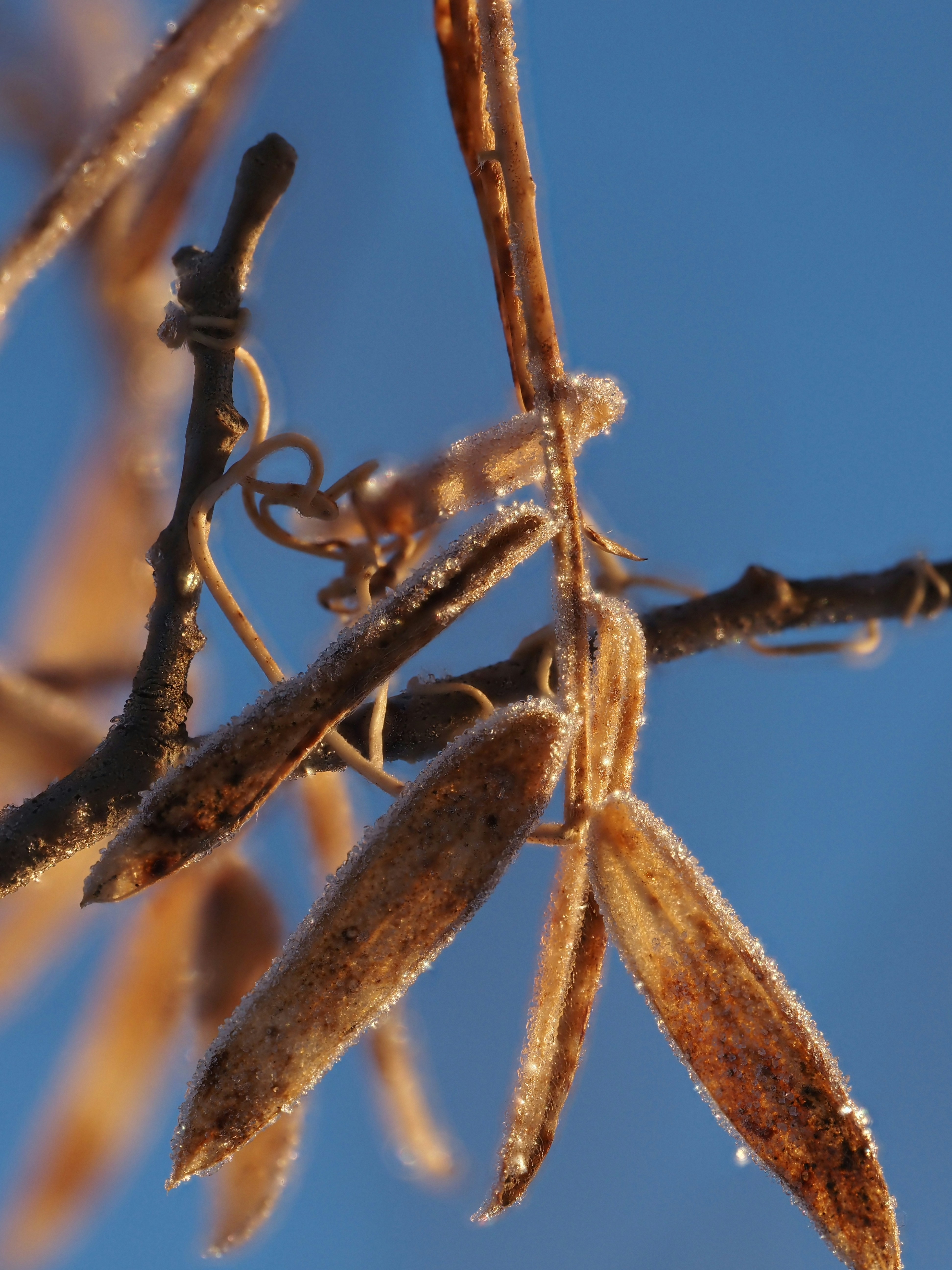 Frosted Seed Pods Reaching toward a Clear Winter Sky