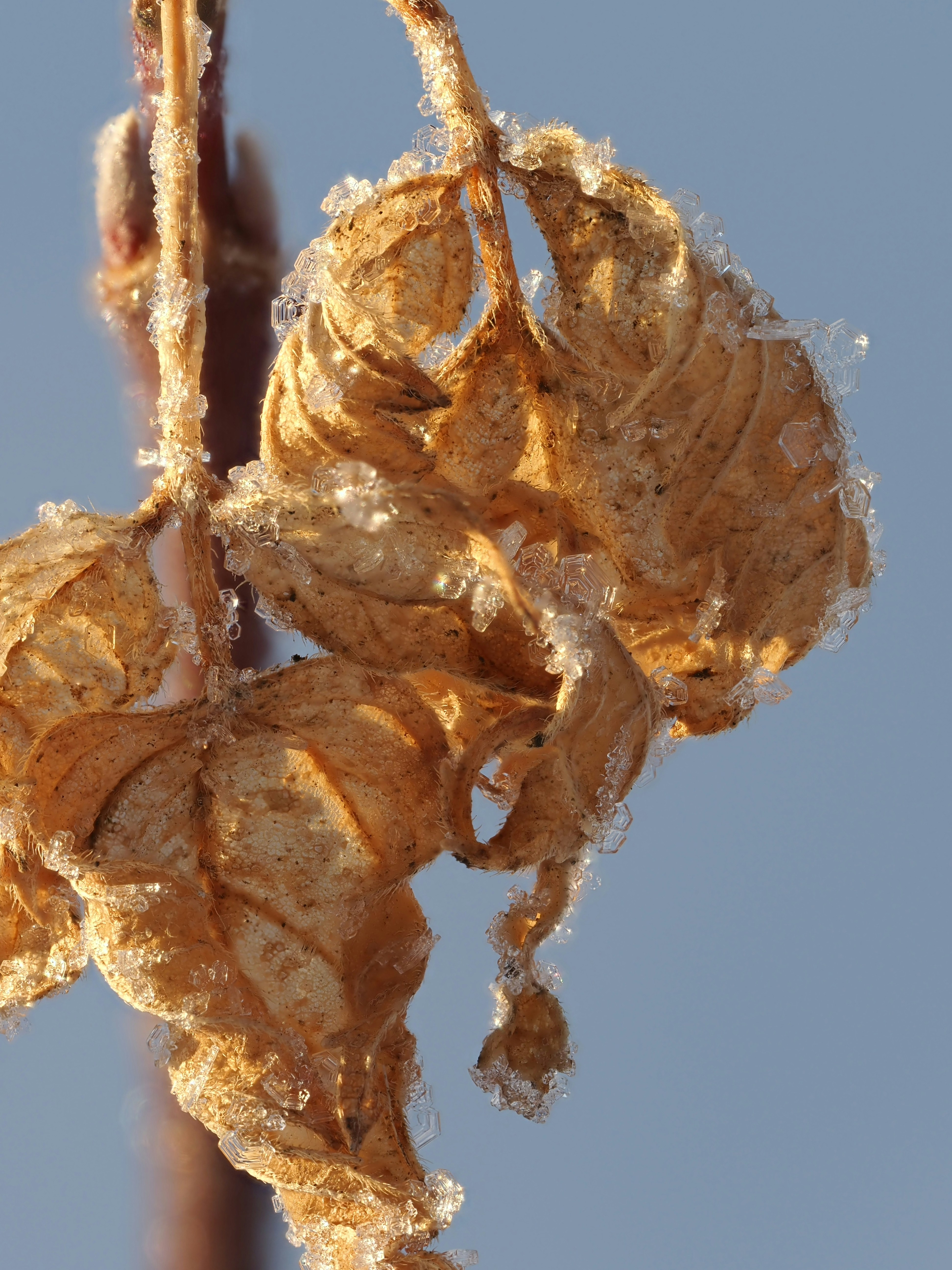Frost-kissed seedpods on a bare twig