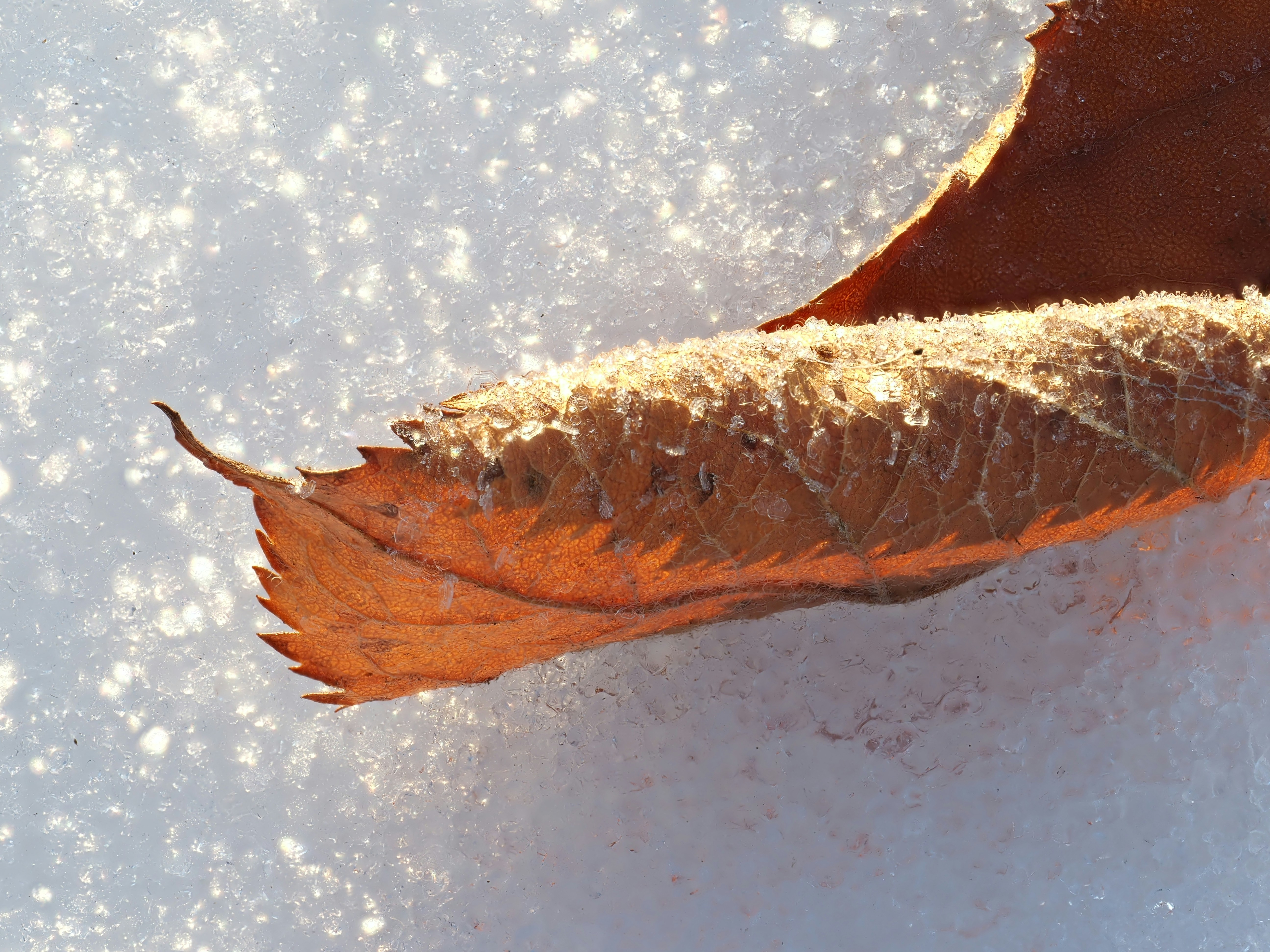 Copper Edge on White: A Quiet Moment of Winter Leaf
