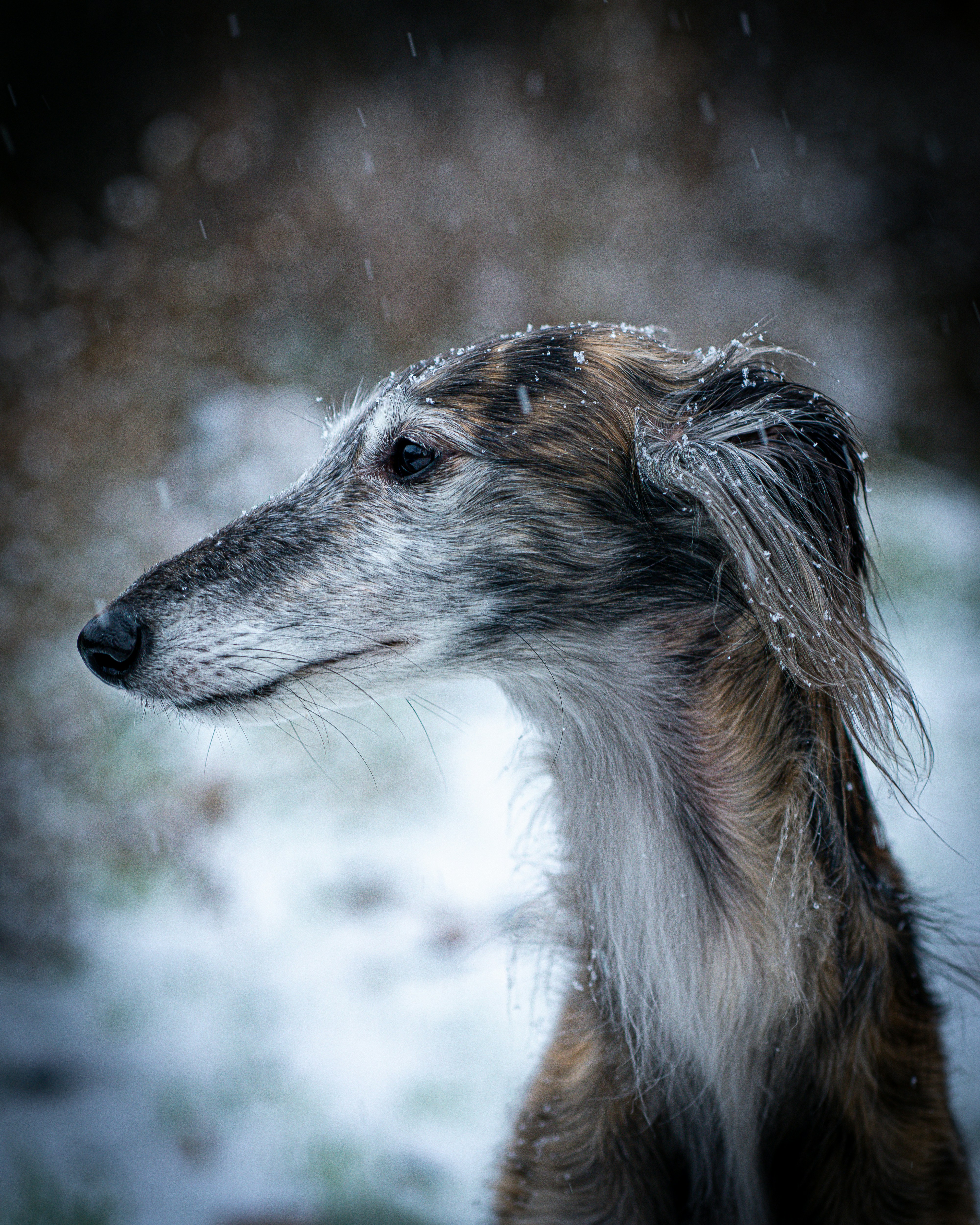 Edge of Winter: A Greyhound's Snow-Spun Gaze