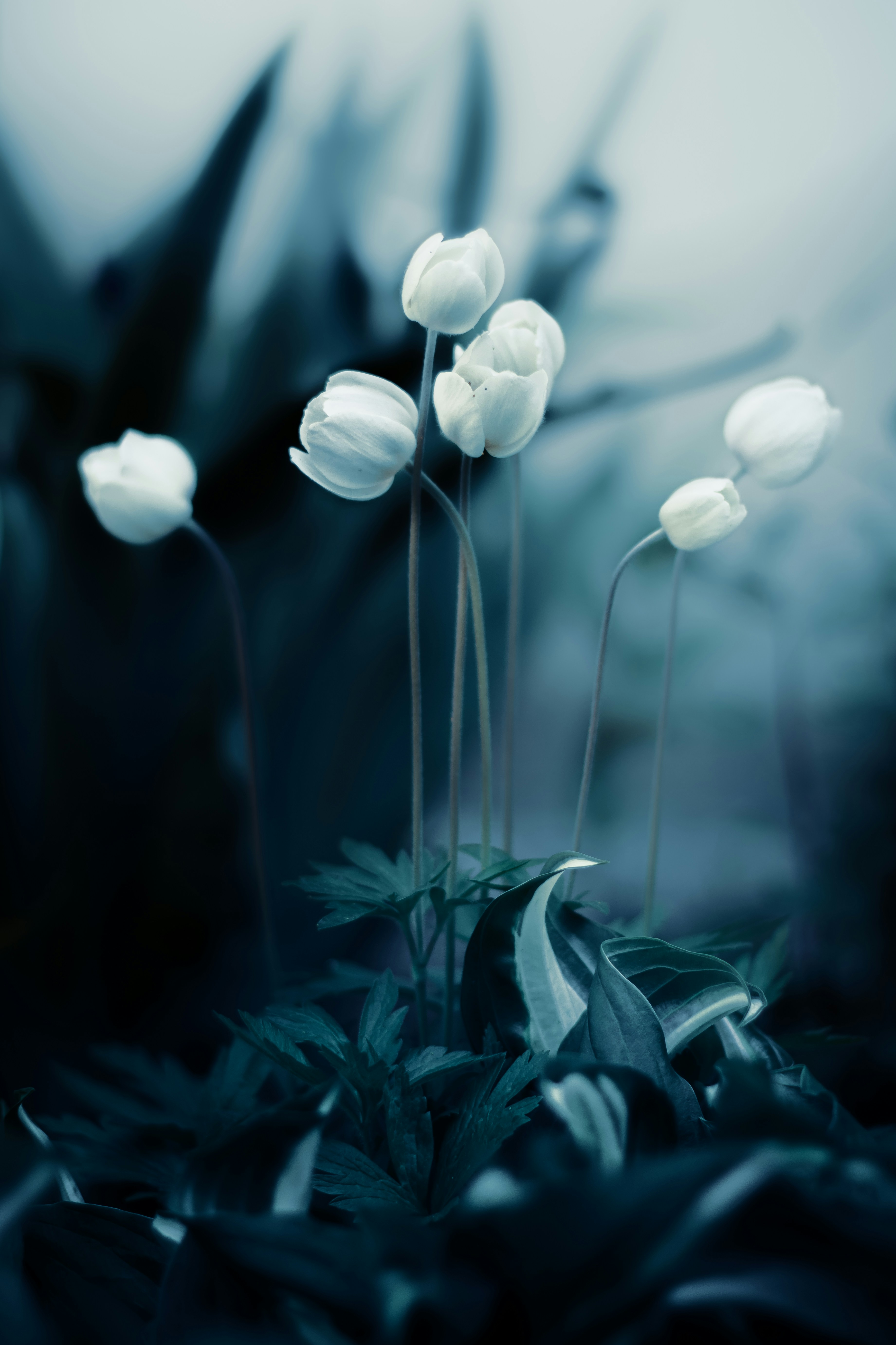Azure Veil on White Tulips: Velvet Blue Light