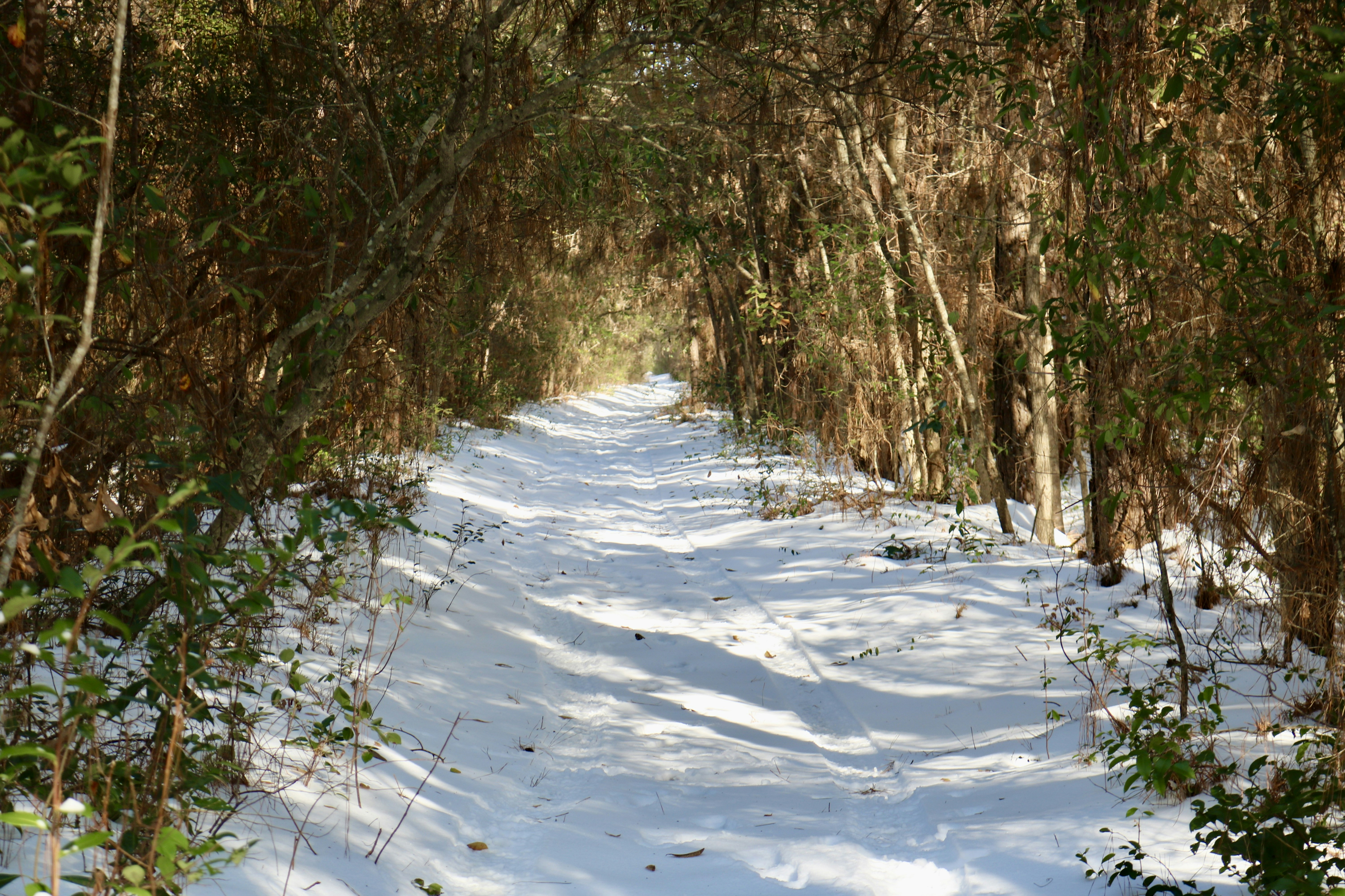 Snow-covered forest trail bordered by dense trees under soft sunlight.