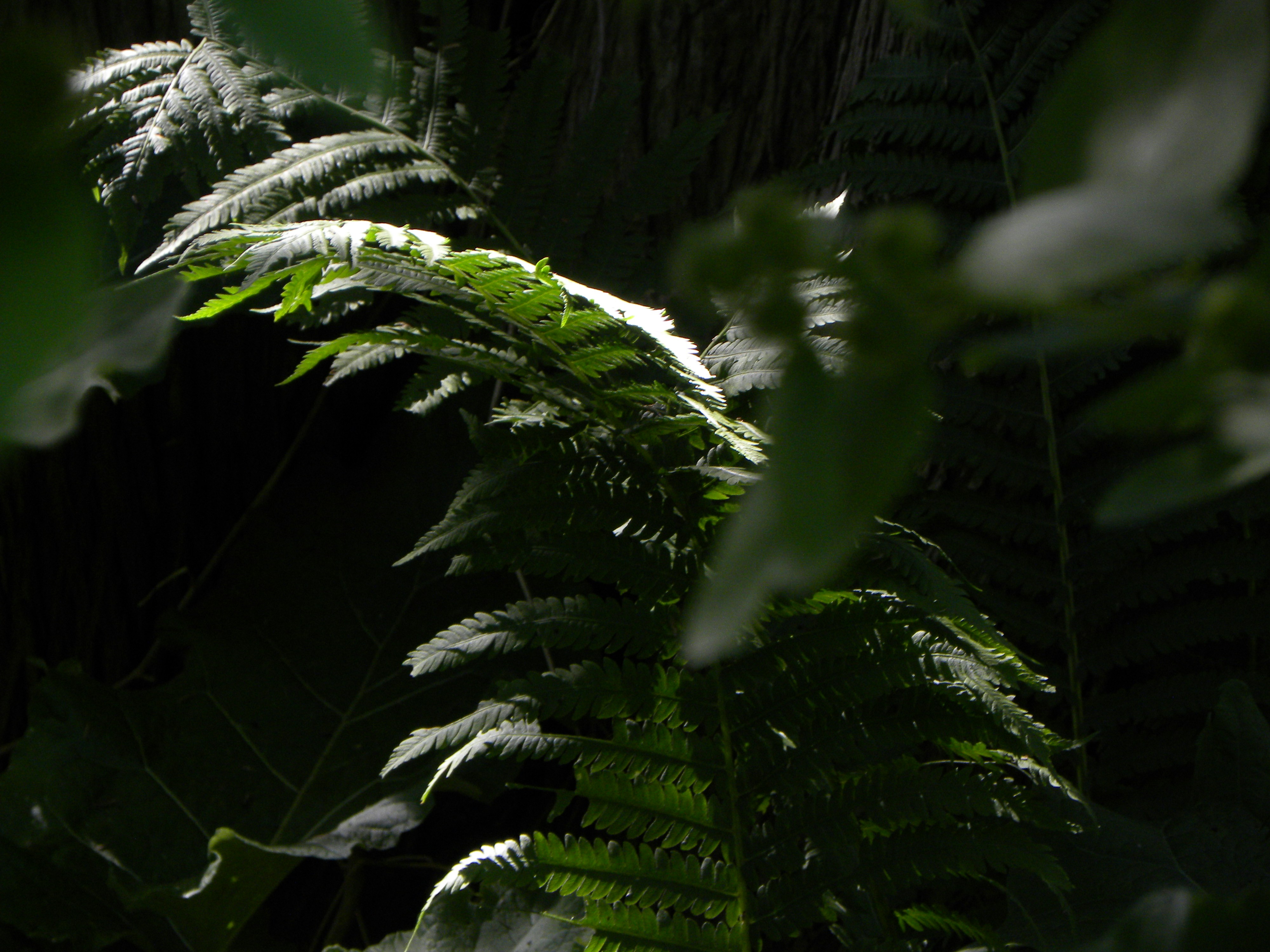 Photo by Doug R. W. Dunigan with Nikon COOLPIX P90