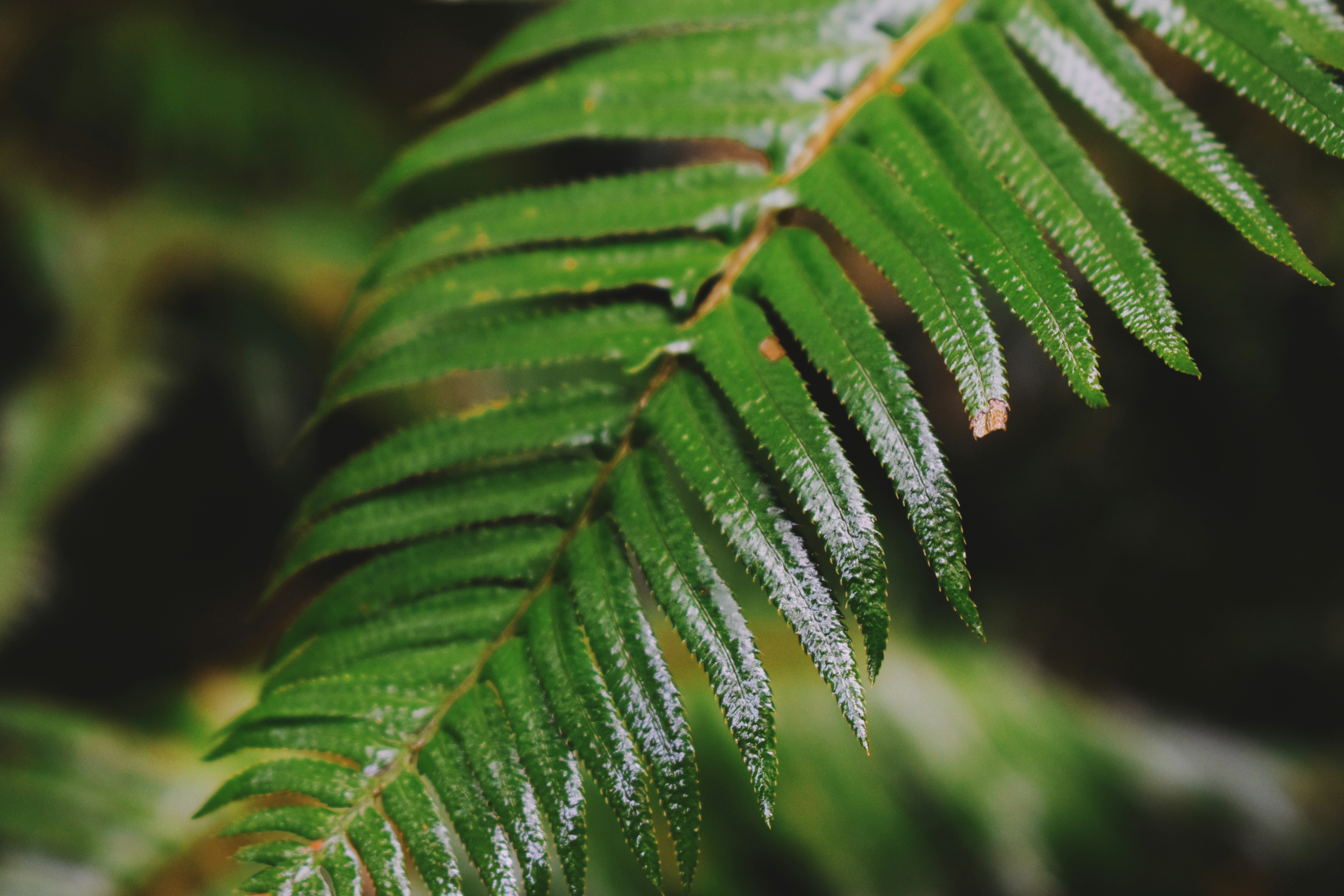 Close-up of vibrant green fern frond with delicate textures against a softly blurred background.
