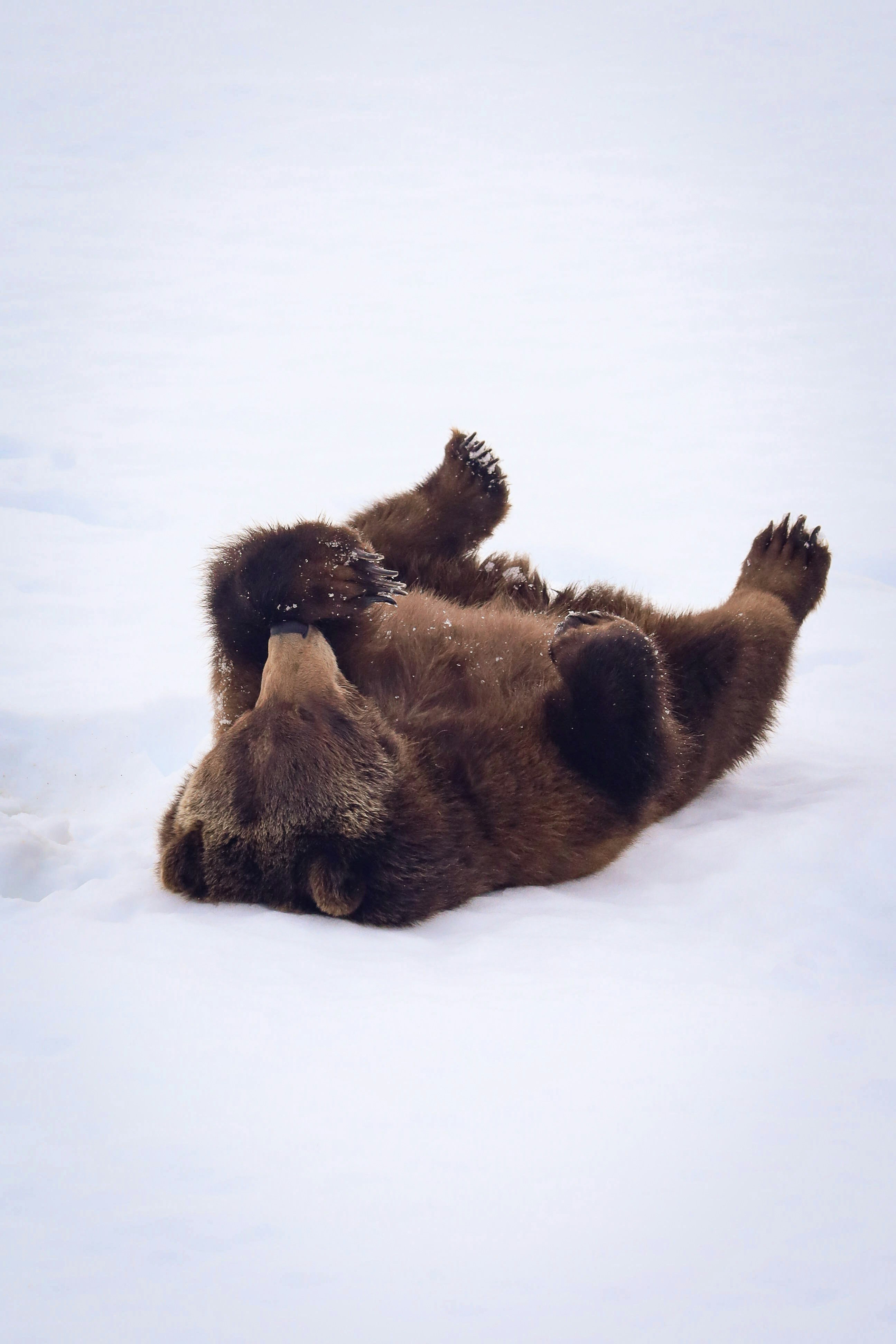 A brown bear rolling around in the snow photo – Free Animal Image on ...