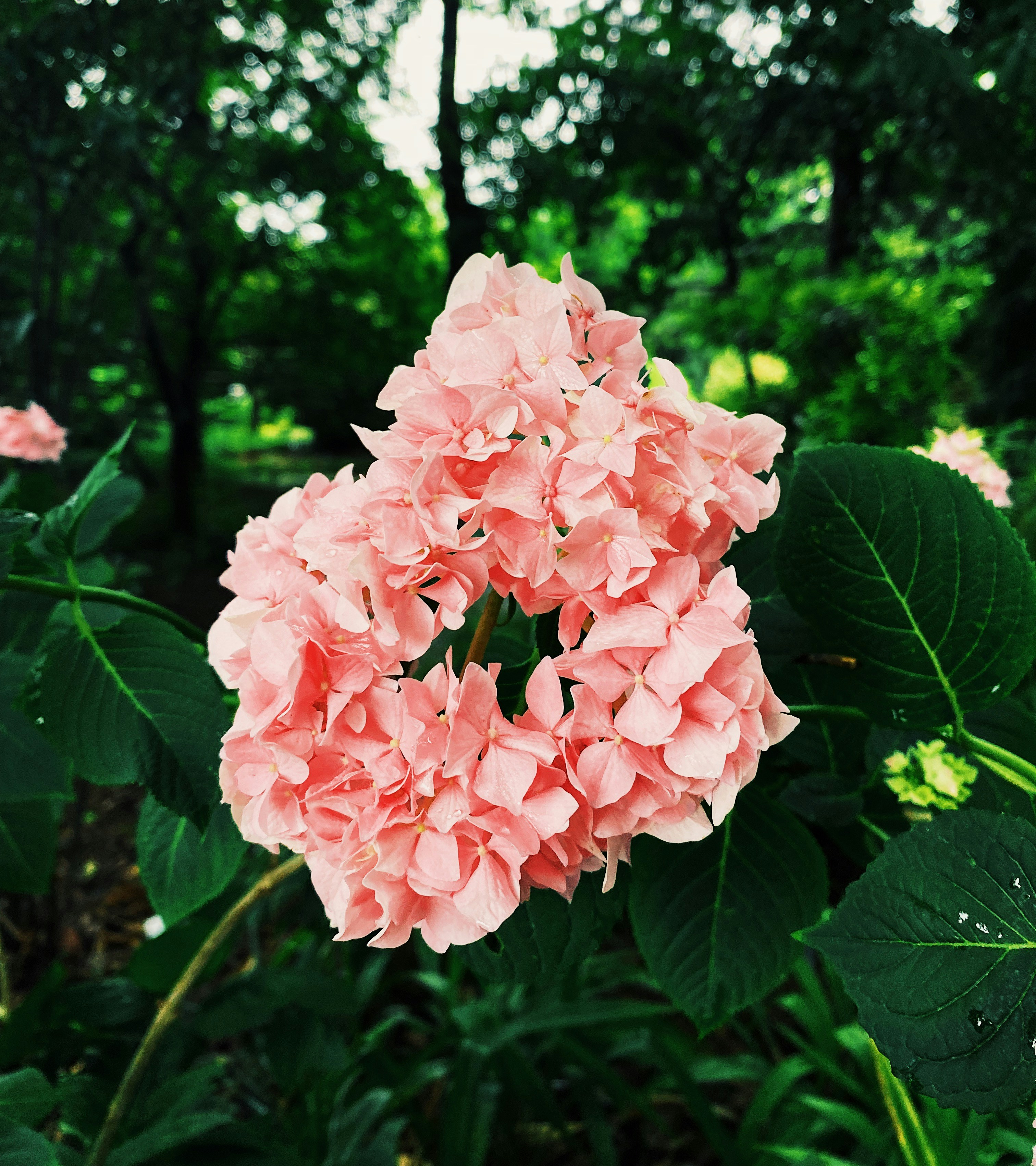 Soft Pink Hydrangea Cluster Surrounded by Velvet Greenery