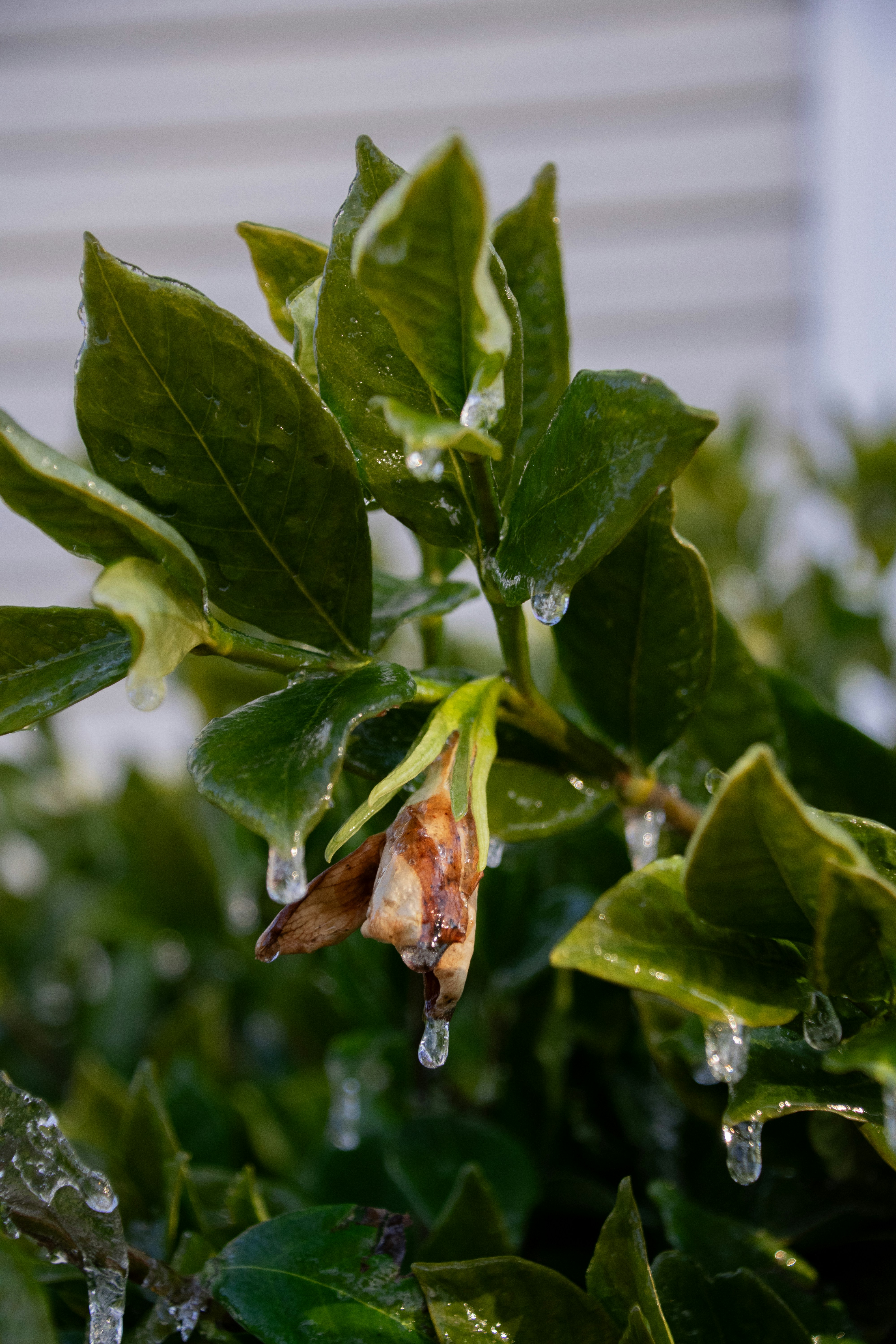 Icicles on Verdant Edges: a macro study of winter leaves and a fading bloom