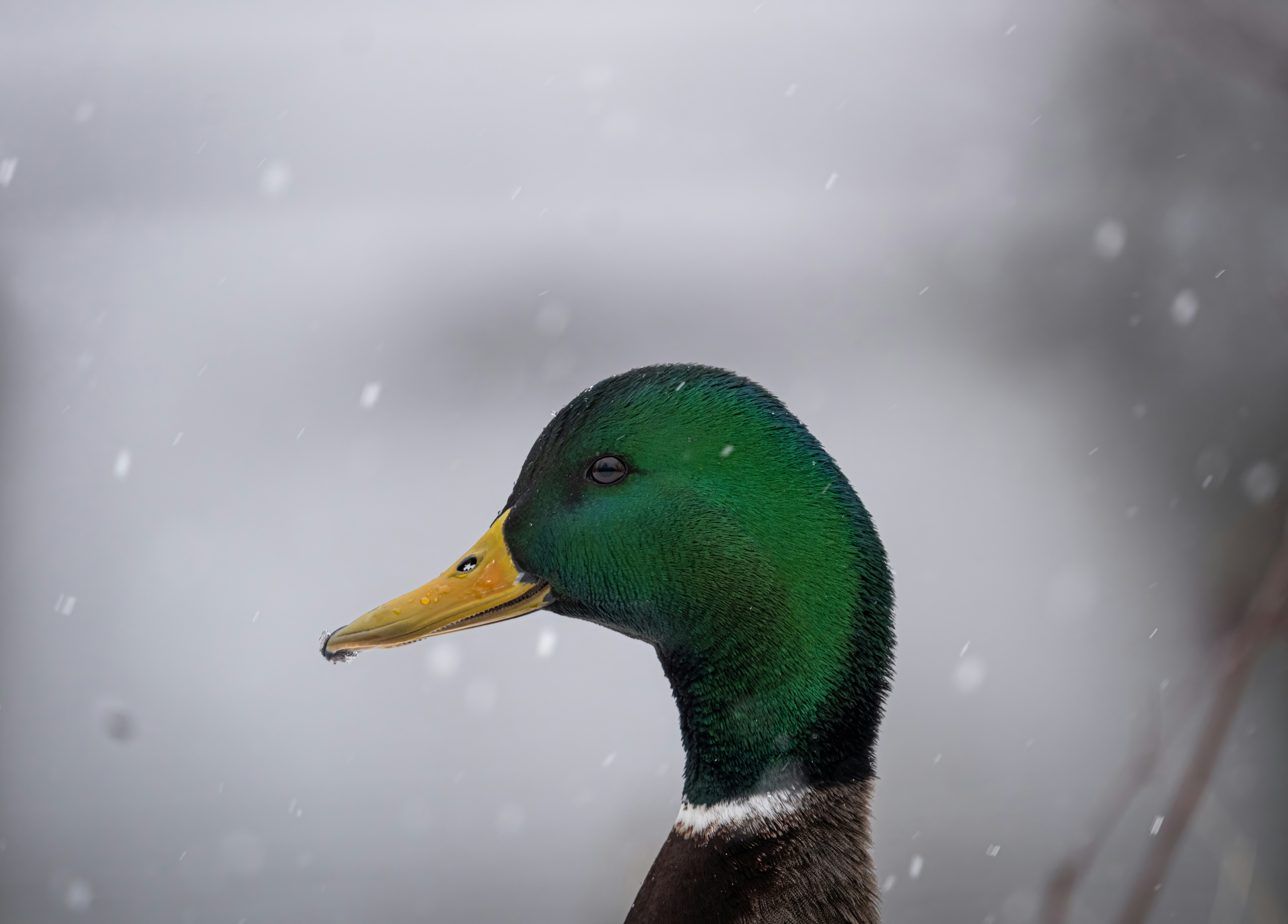 Emerald Elegance in Winter's Embrace