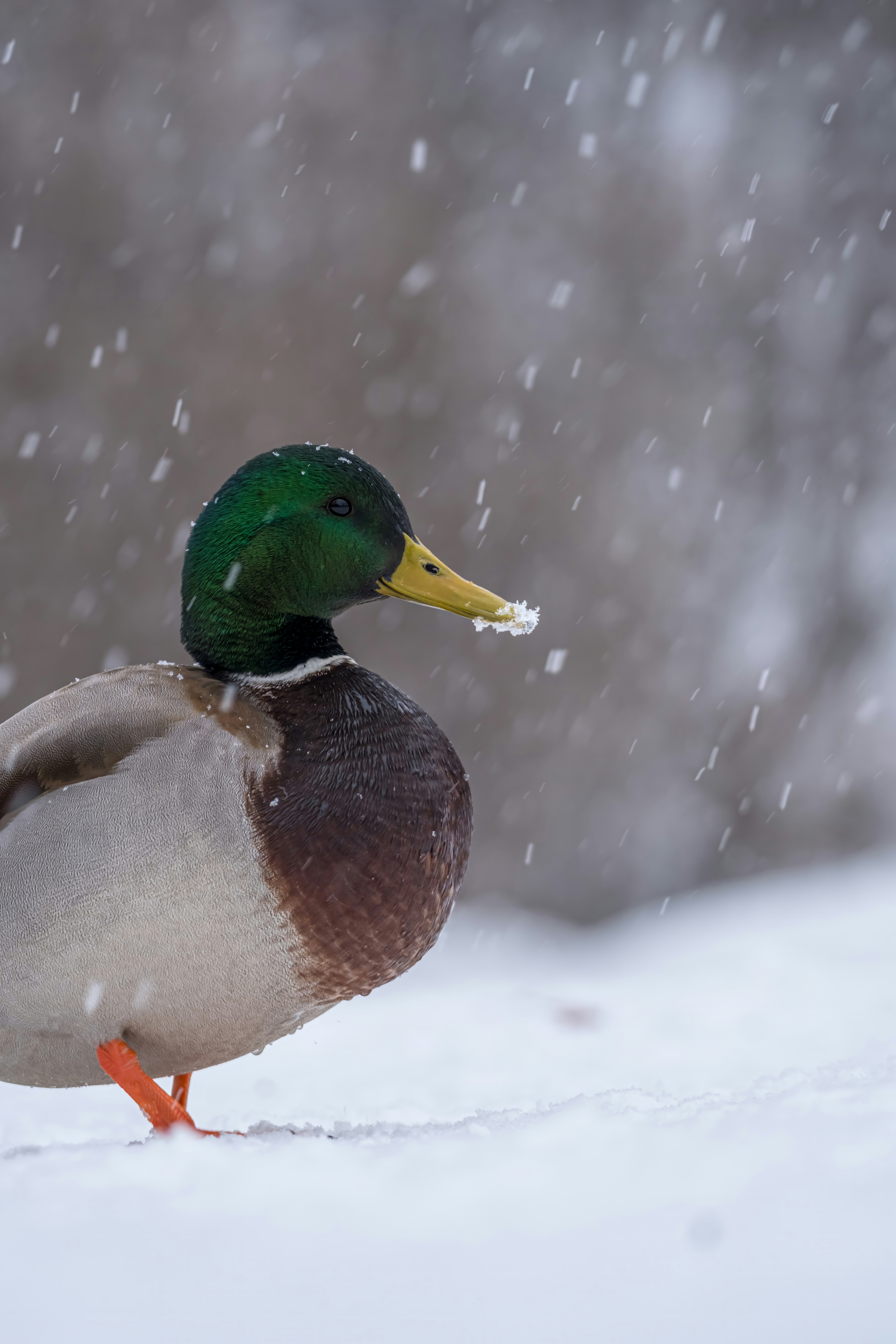 A duck standing in the snow on a snowy day